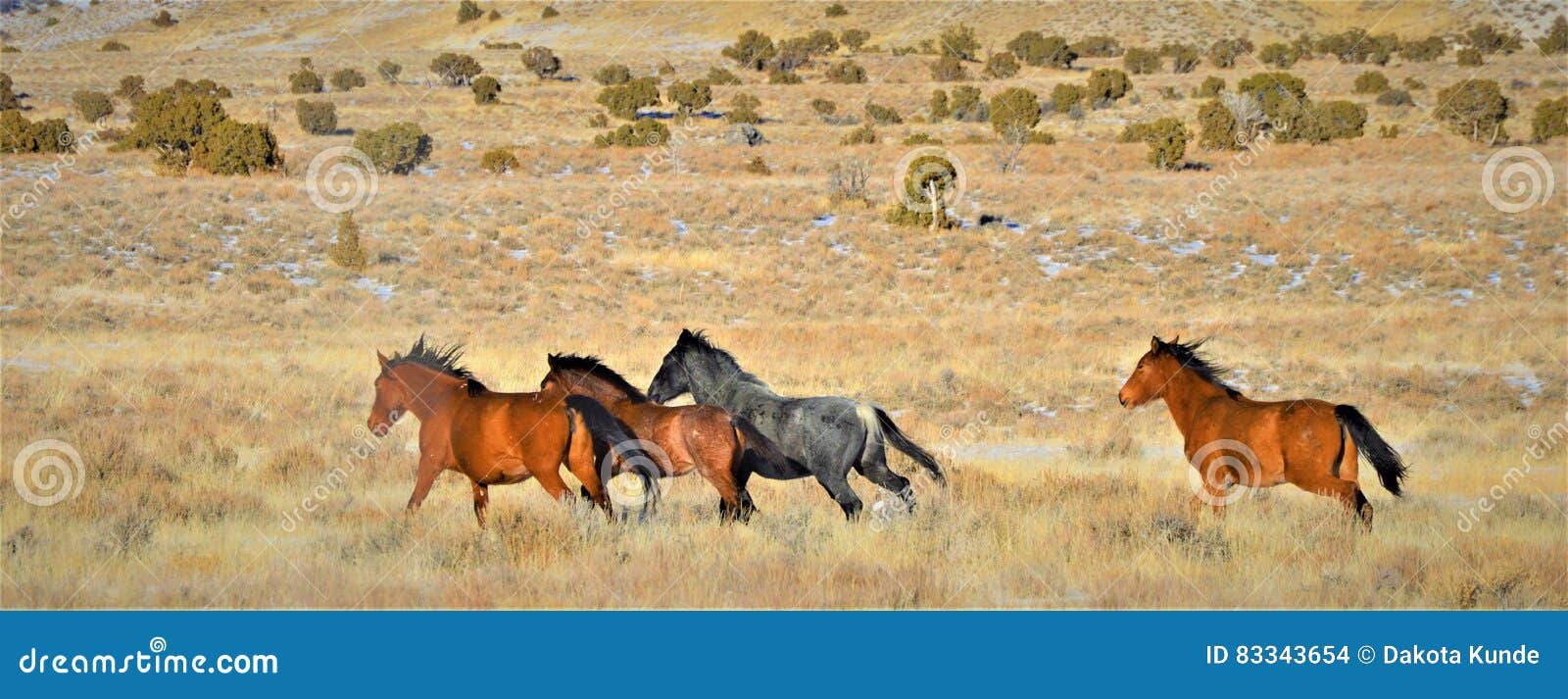 Nevada Wild Horses stock photo. Image of horse, mare - 83343654