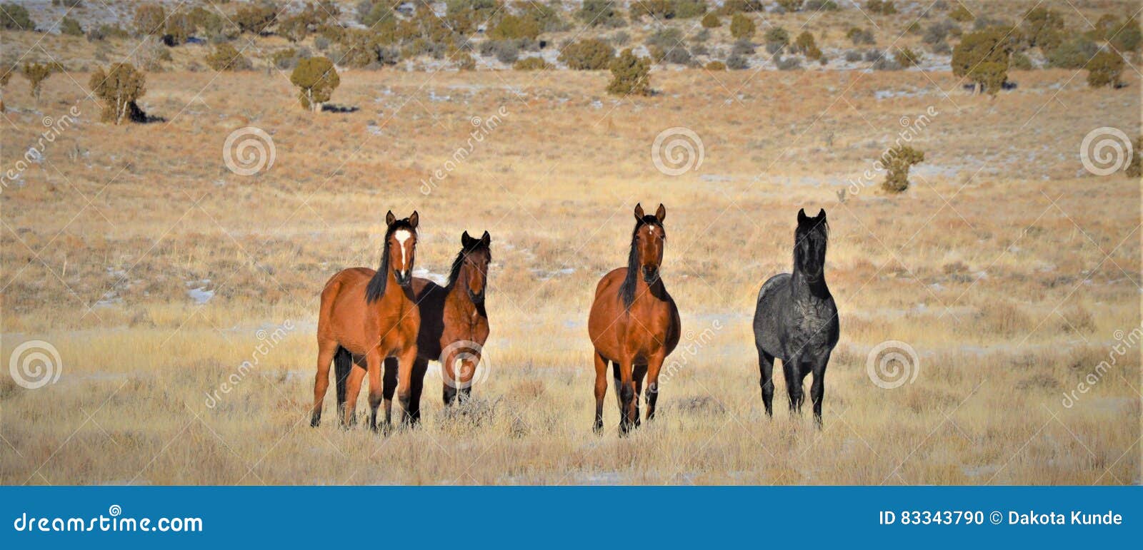 Nevada Wild Horses stock photo. Image of fauna, ranch - 83343790