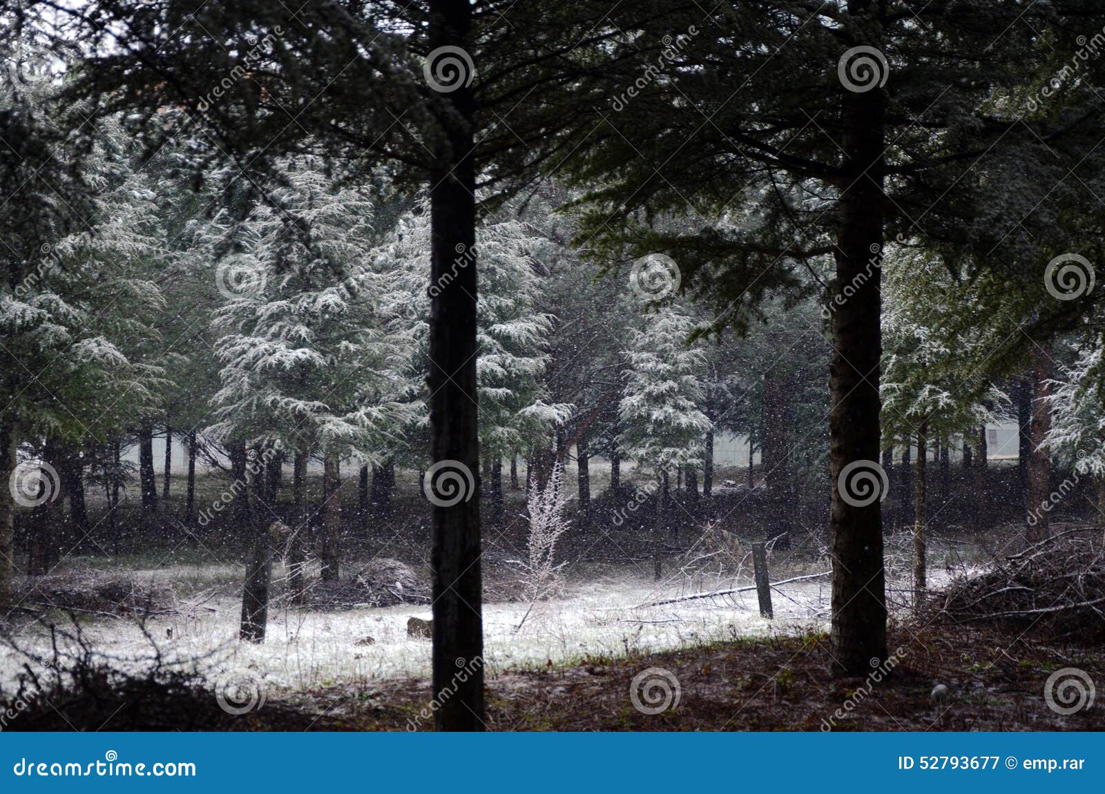 Nevar em cima da floresta imagem de stock. Imagem de nevar - 52793677