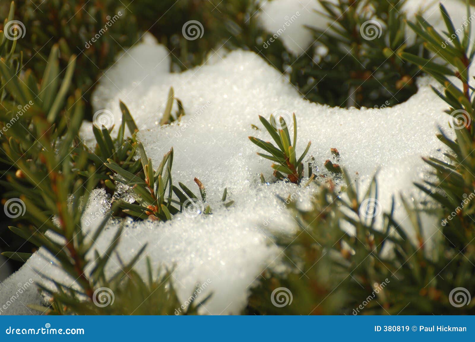 Neve Bush imagem de stock. Imagem de arbusto, geada, natal - 380819