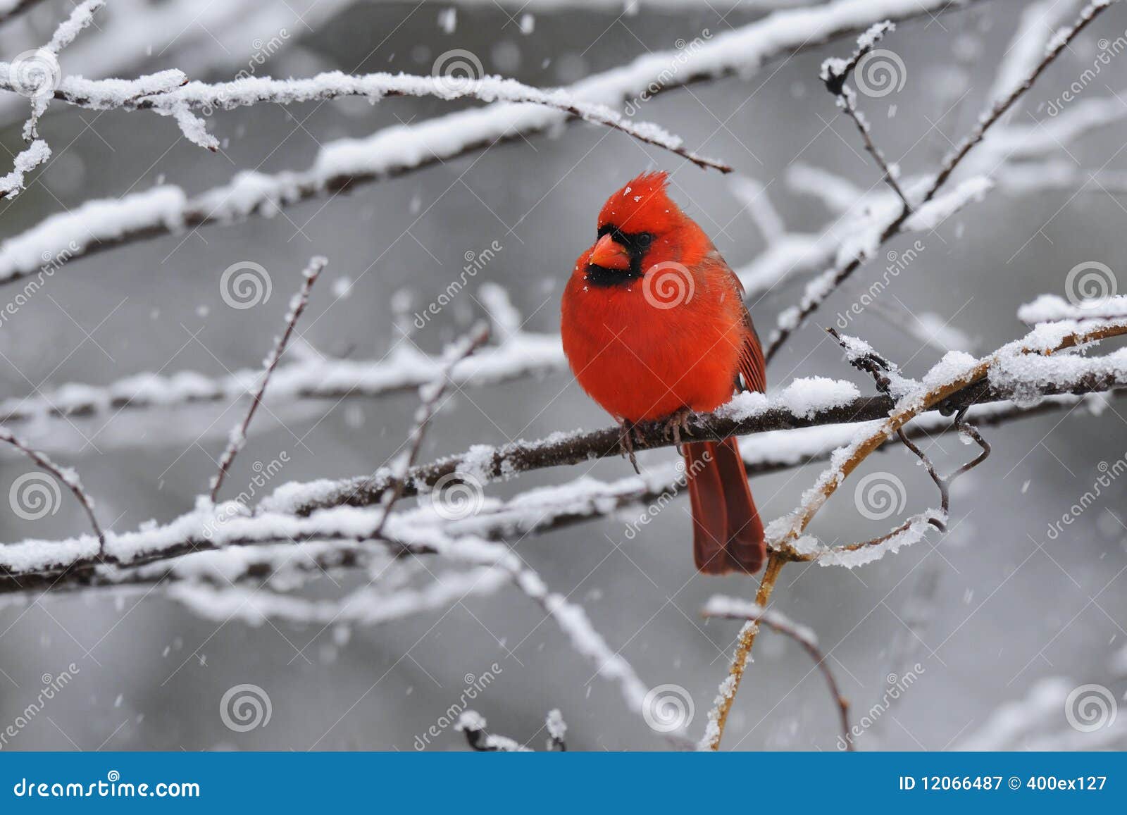 Neve cardinal 4 imagem de stock. Imagem de observador - 12066487