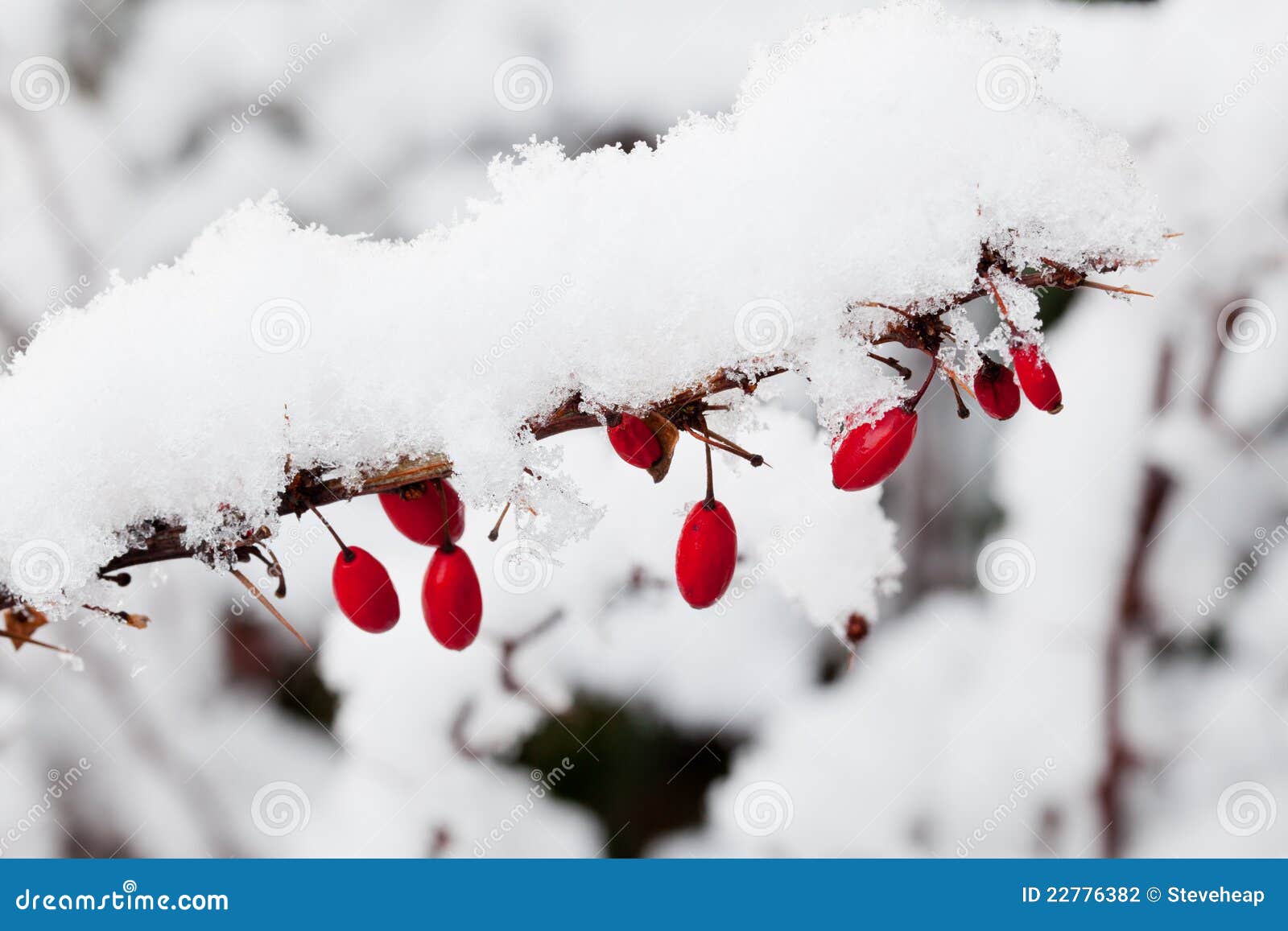 Neve Che Cade Sulle Bacche Del Berberis Fotografia Stock - Immagine di ...