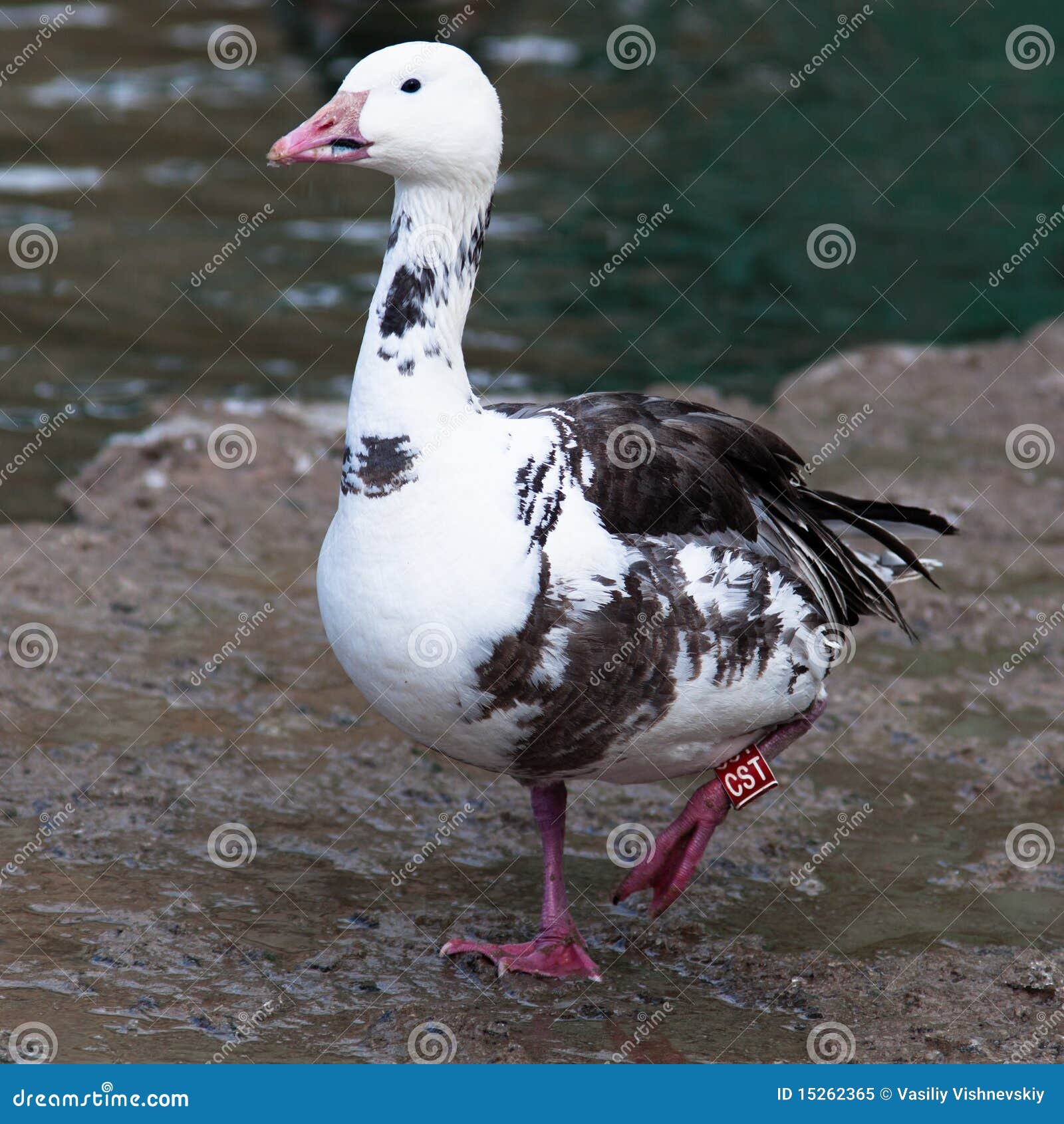 Neve, o oca blu immagine stock. Immagine di osservare - 15262365