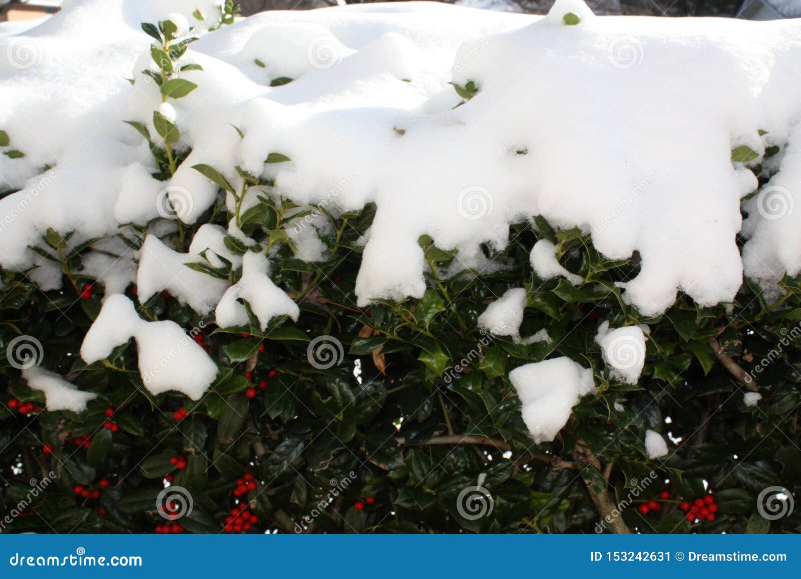 Neve sul ginepro Bush immagine stock. Immagine di nave - 153242631
