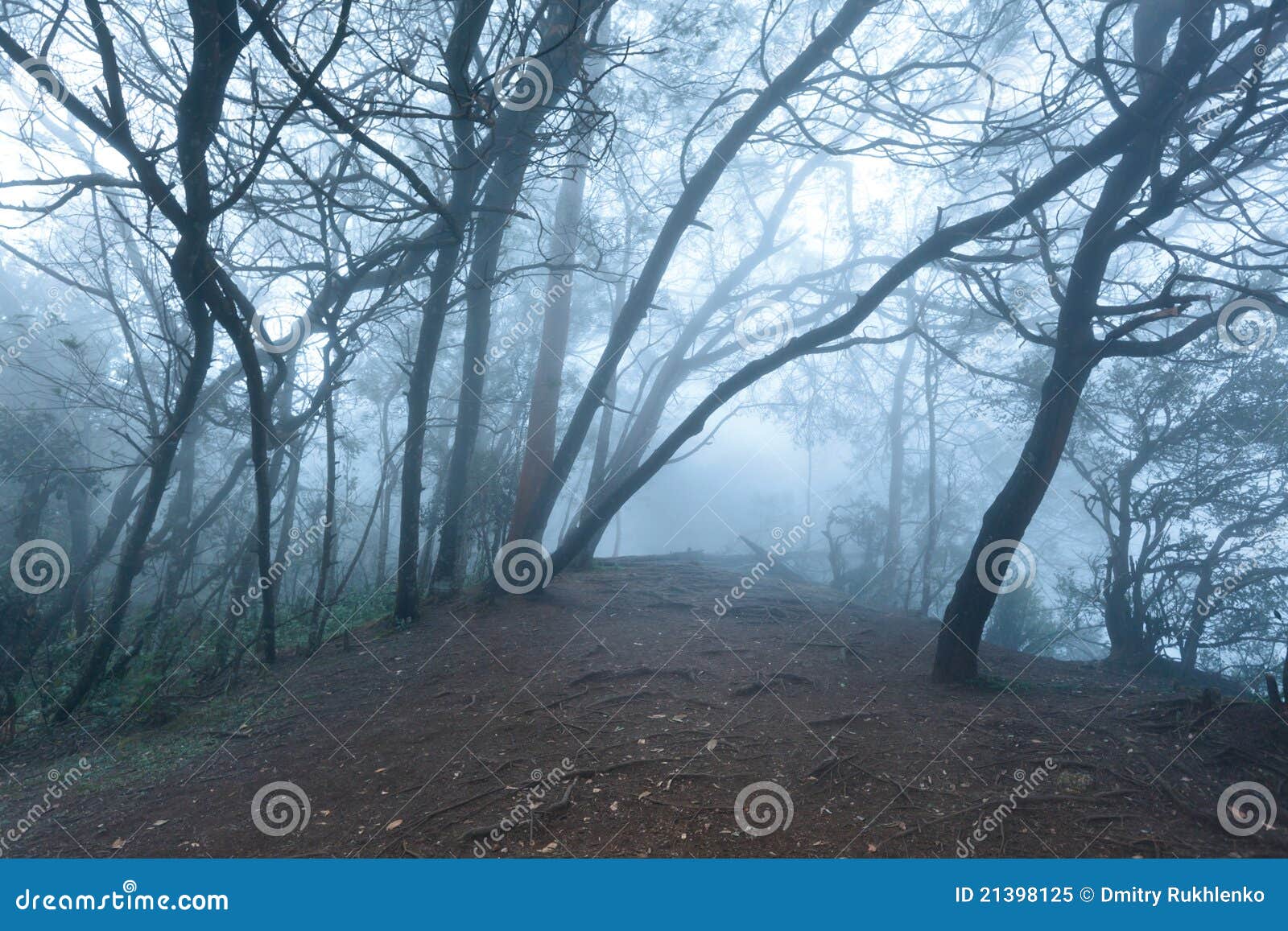 Nevelig eng bos in mist stock afbeelding. Image of wolk - 21398125