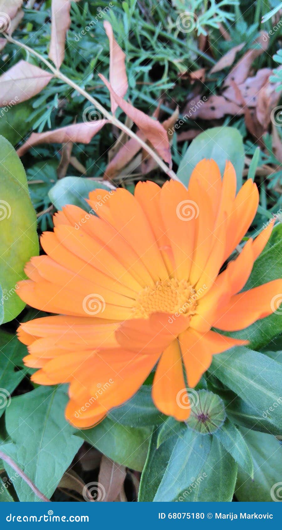 Neven stock photo. Image of leaves, orange, green, nature - 68075180