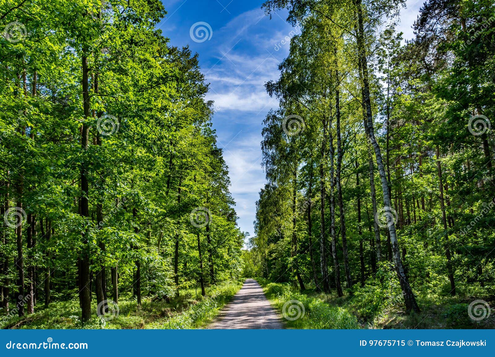 Neverending forest path stock image. Image of plant, nature - 97675715