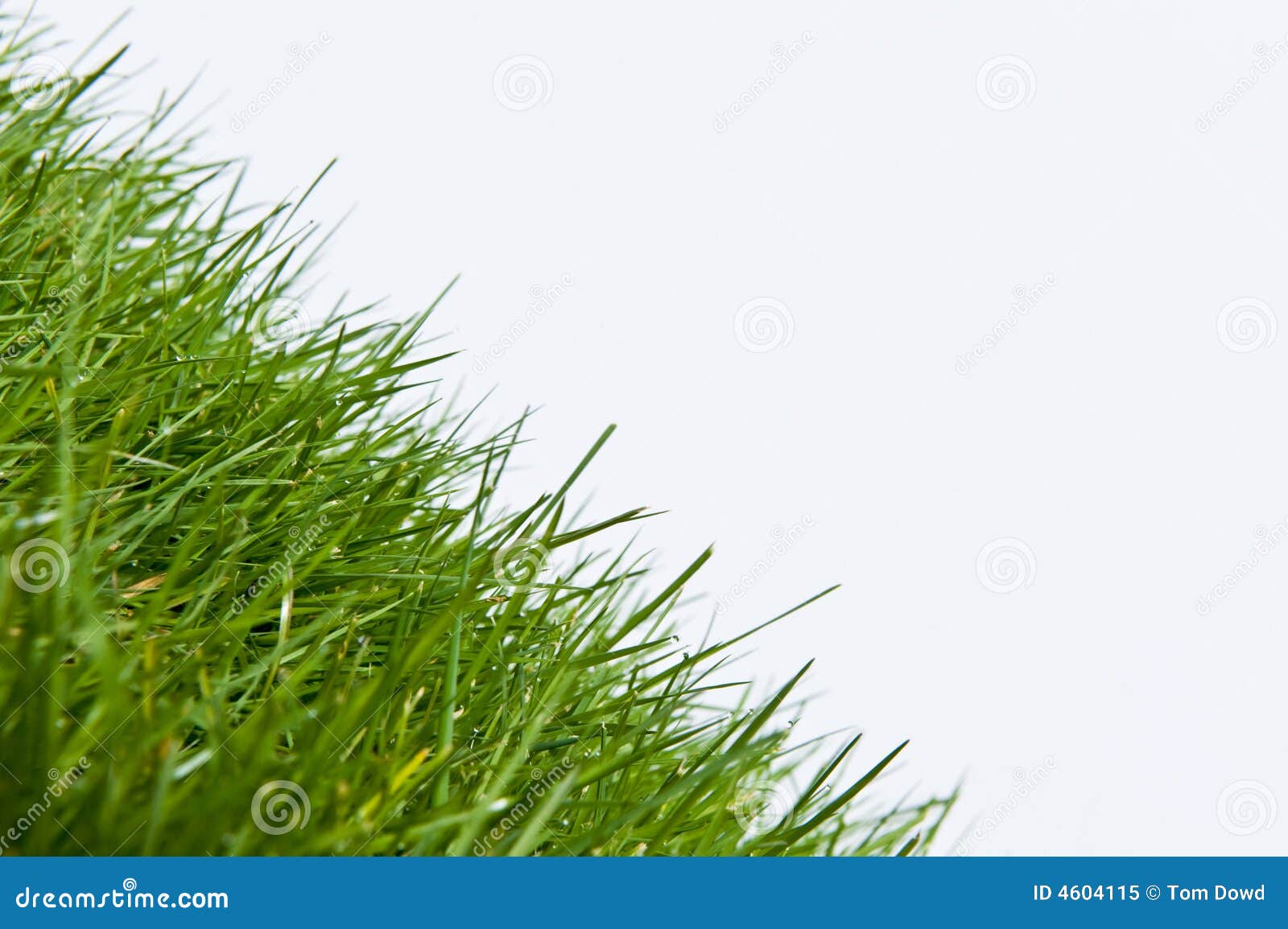 New Angle on Lawn Yard Grass Stock Image - Image of mowing, green: 4604115
