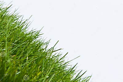 New Angle on Lawn Yard Grass Stock Image - Image of mowing, green: 4604115