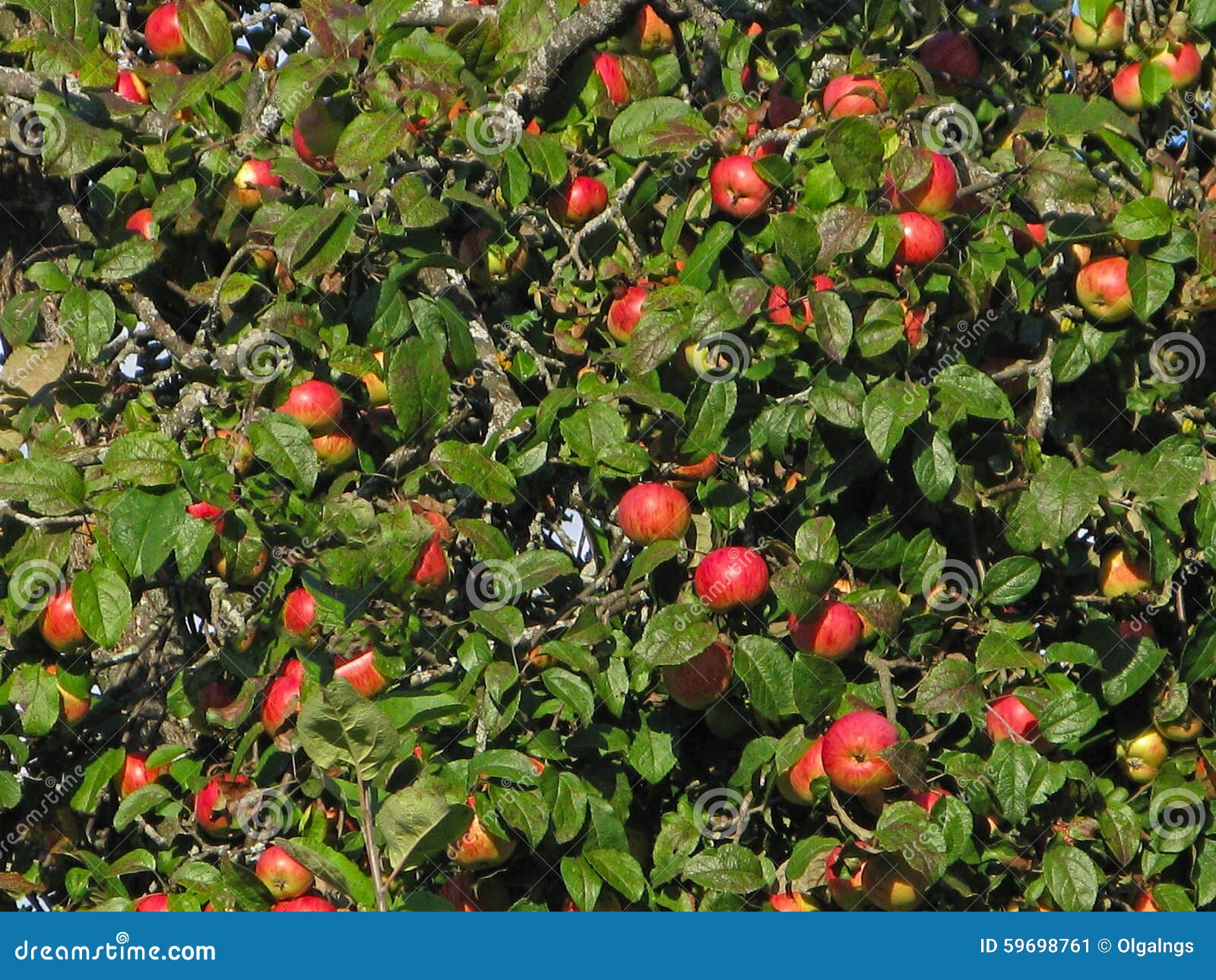 New apple harvest stock image. Image of horizontal, apple - 59698761