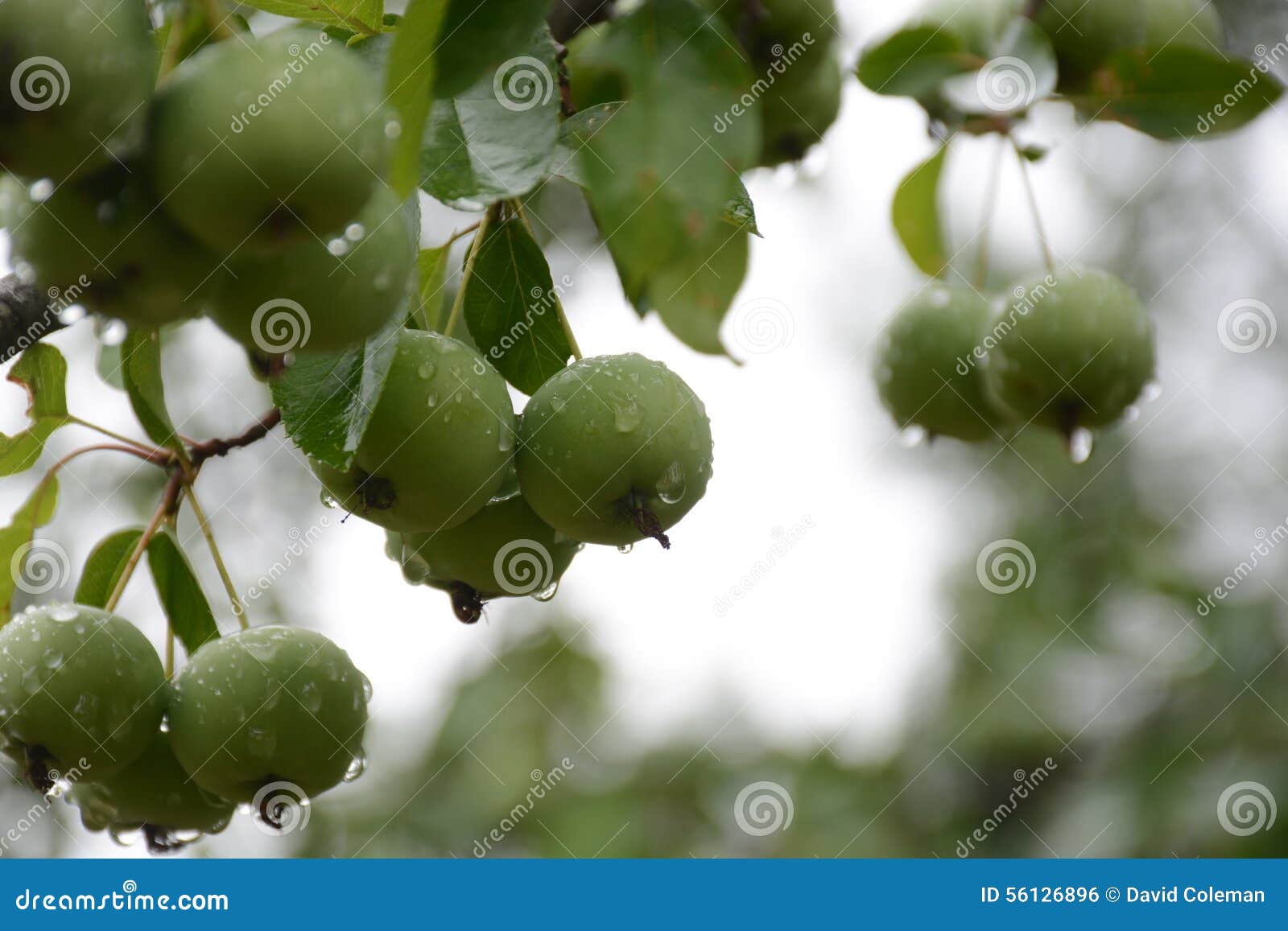New apples stock photo. Image of apple, branches, trees - 56126896