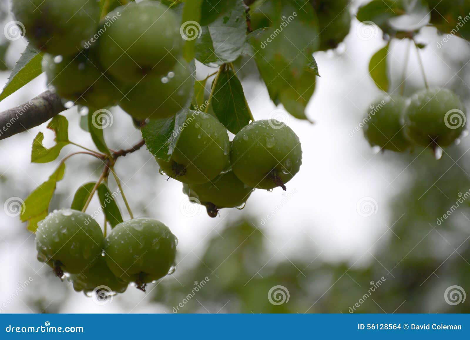 New apples stock photo. Image of leaves, branches, tree - 56128564