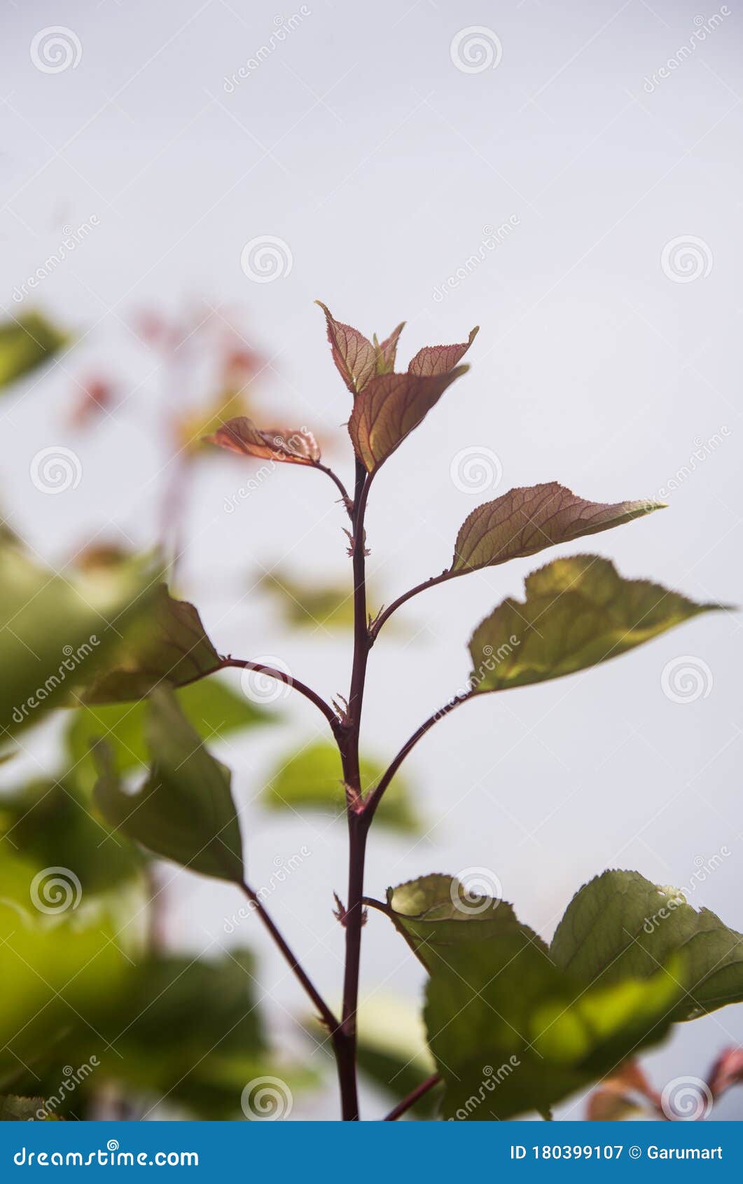 New Apricot Sprouts with Shades of Red Stock Image - Image of fresh ...