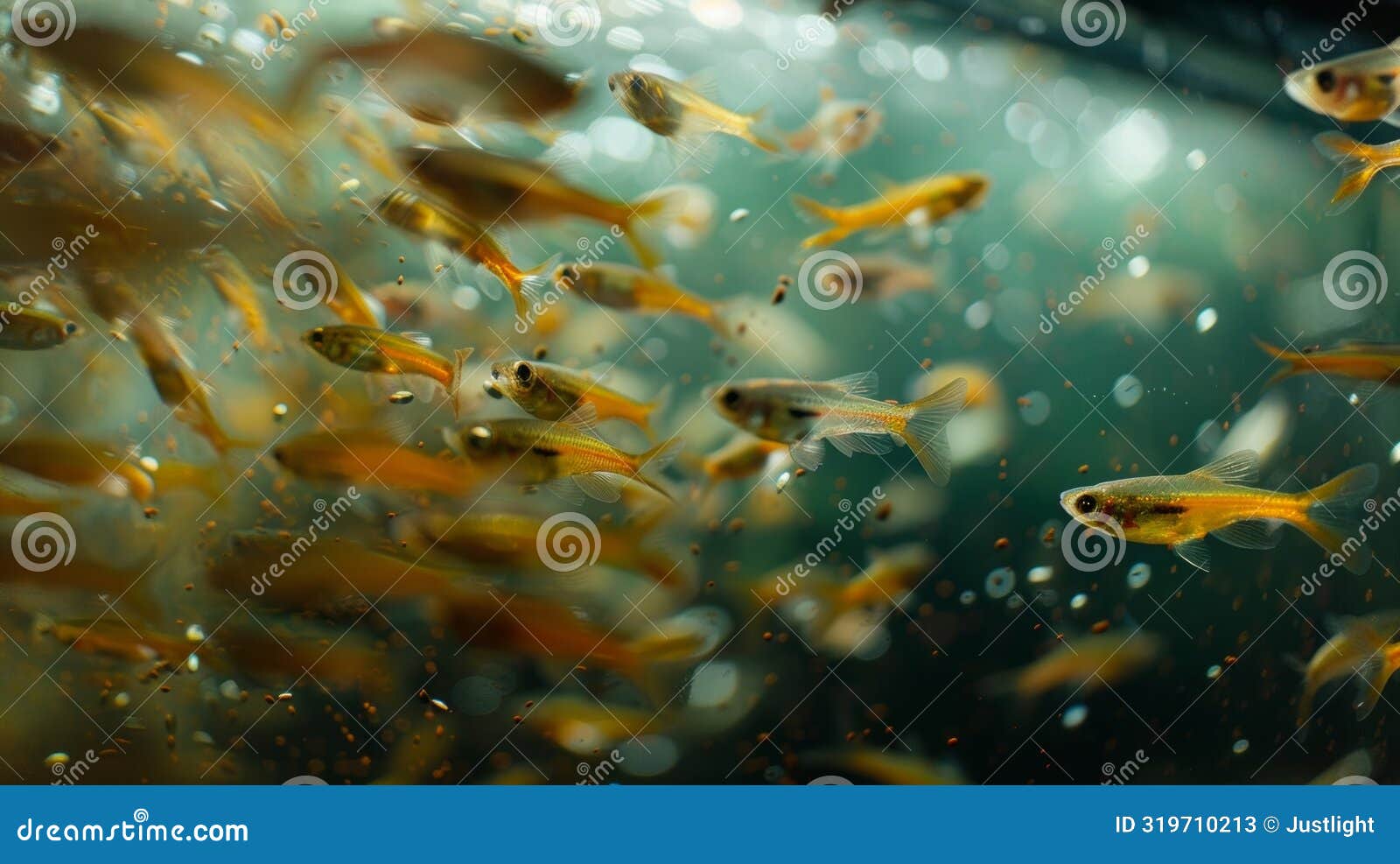 A New Batch of Young Fish Being Introduced To the Tanks Bringing New ...