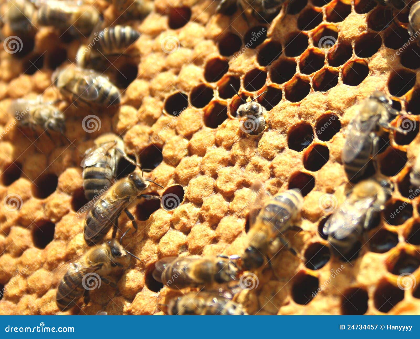 New bee born from comb stock image. Image of crawl, cell - 24734457