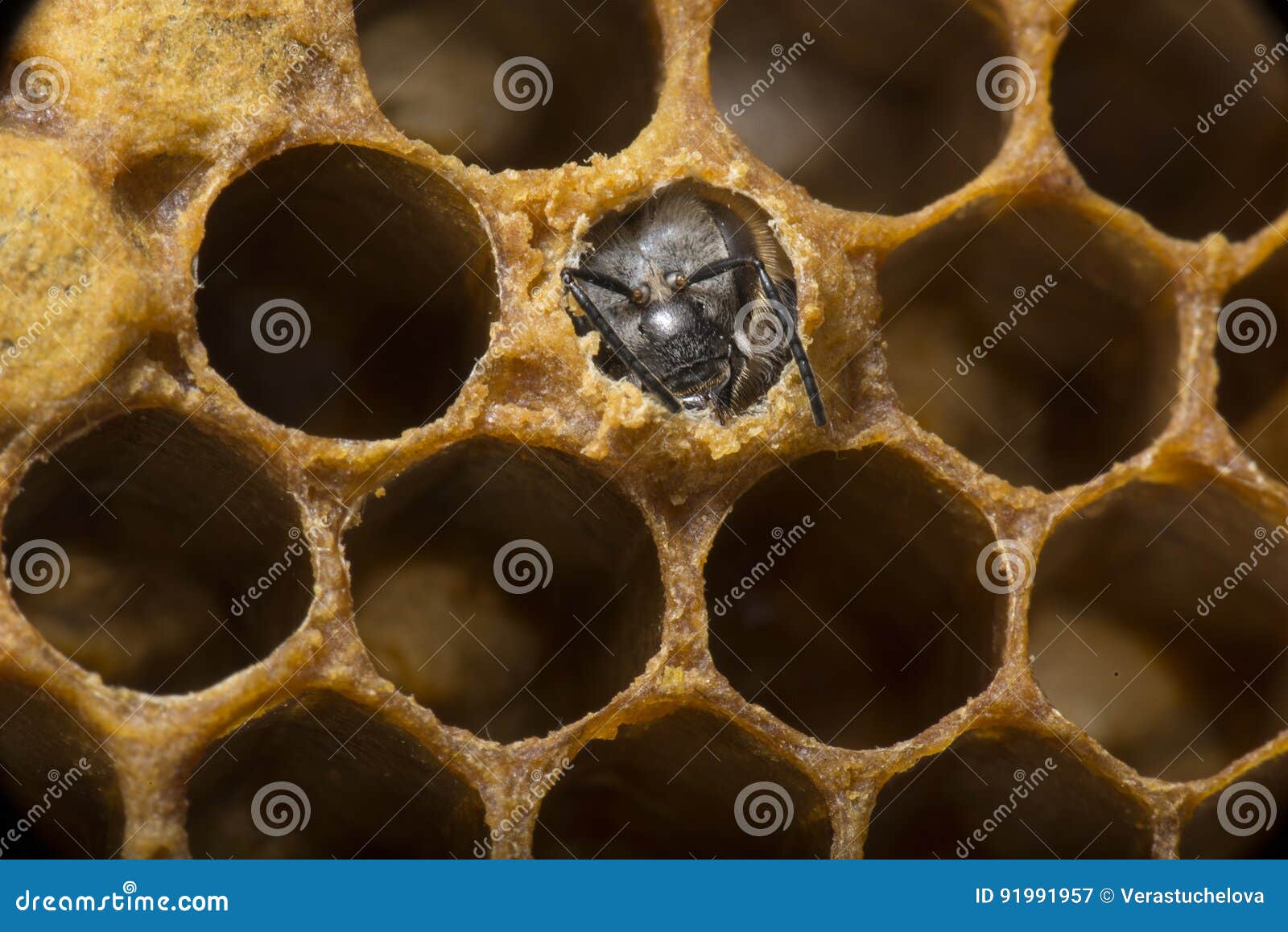 New bee stock image. Image of apis, apiarist, beehive - 91991957