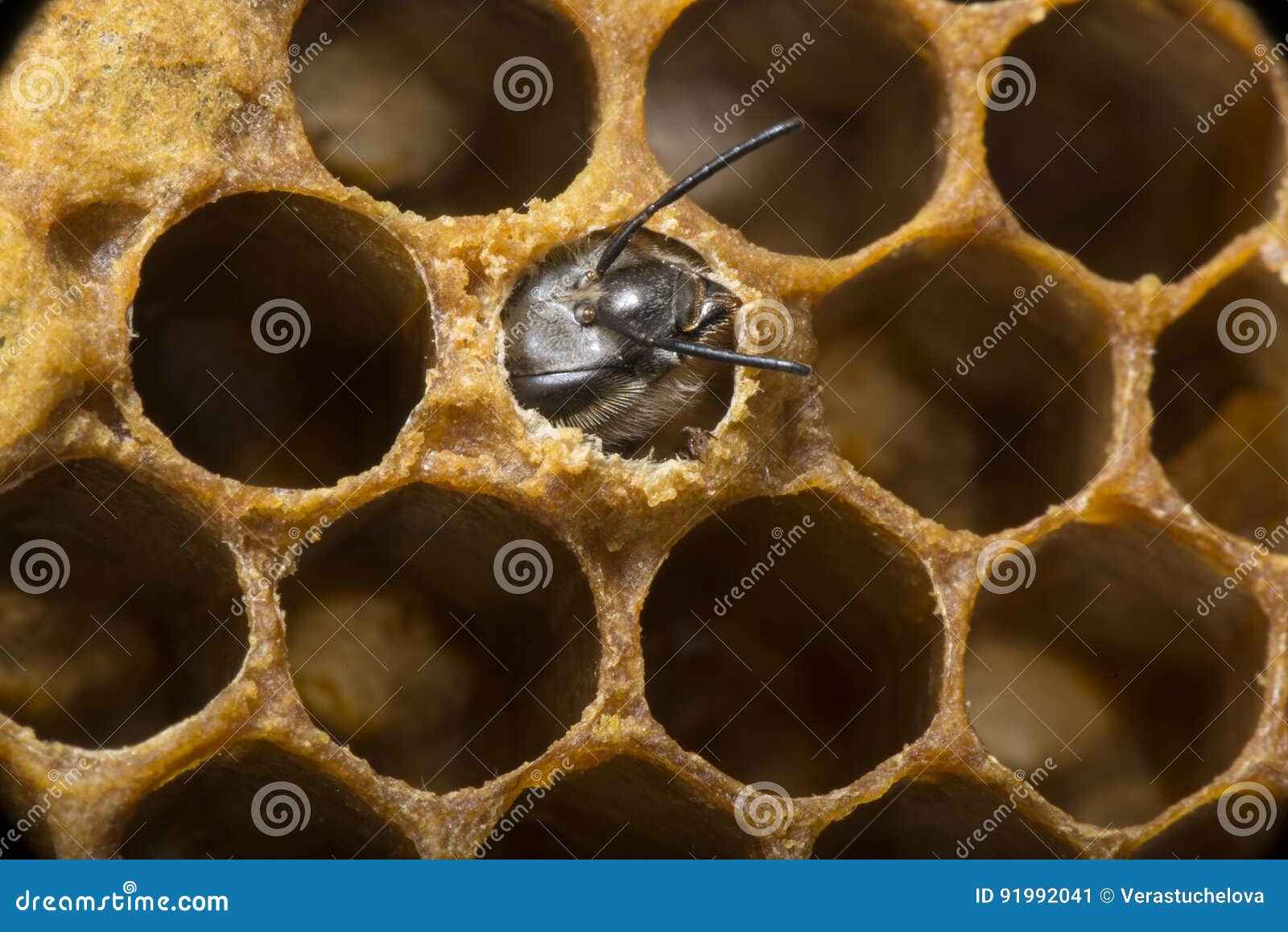 New bee stock image. Image of apiary, farm, colony, hatching - 91992041