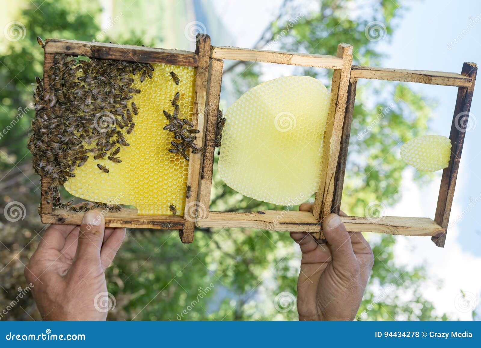 New Bees of Honeycomb Weave Stock Photo - Image of beehive, compliant ...