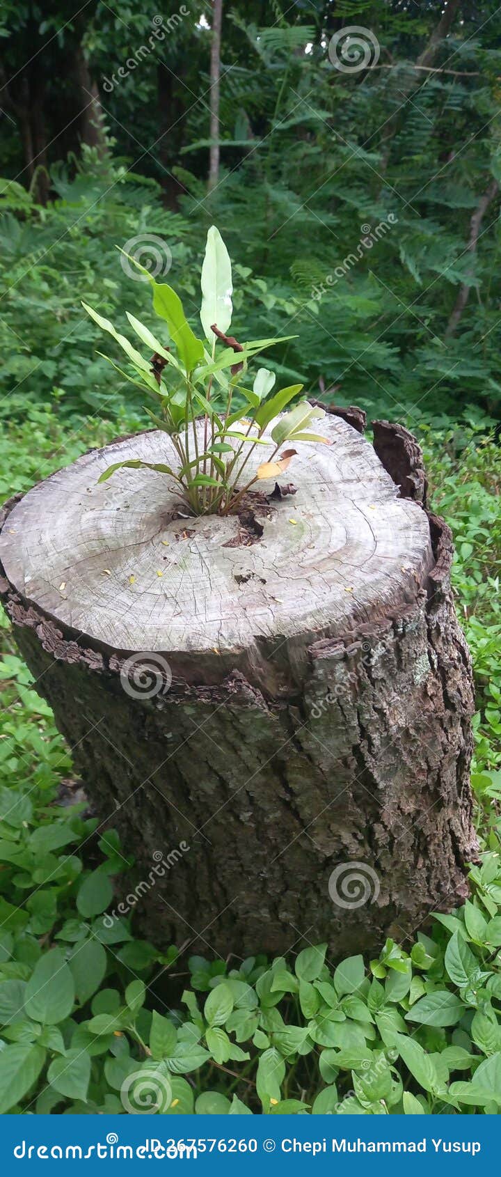 A new Begining stock photo. Image of jungle, nature - 267576260