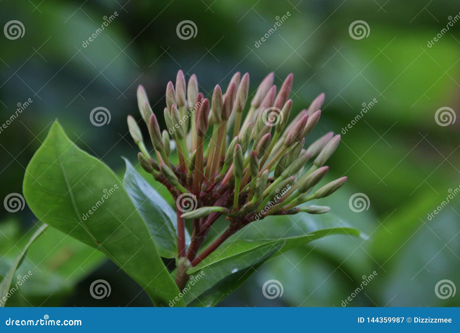 Close Up Flower Budding in Spring Stock Image - Image of spring, close ...