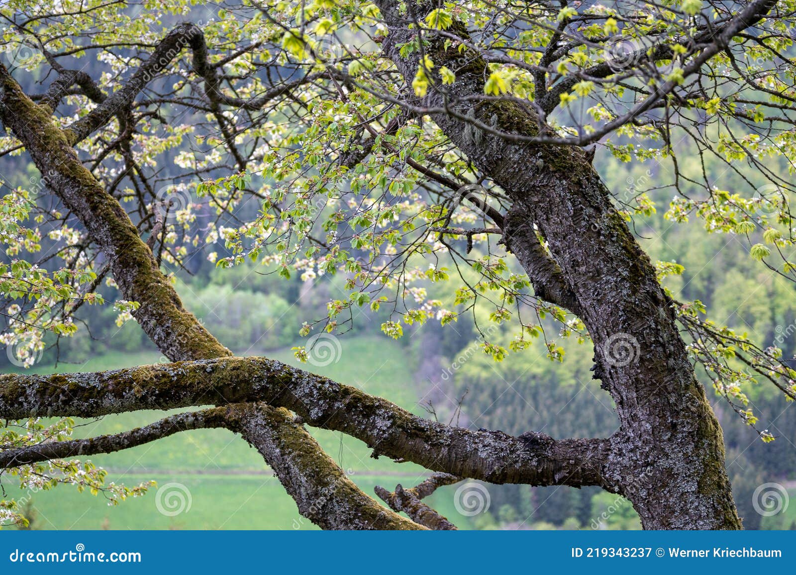 A new beginning stock image. Image of sunlight, plant - 219343237