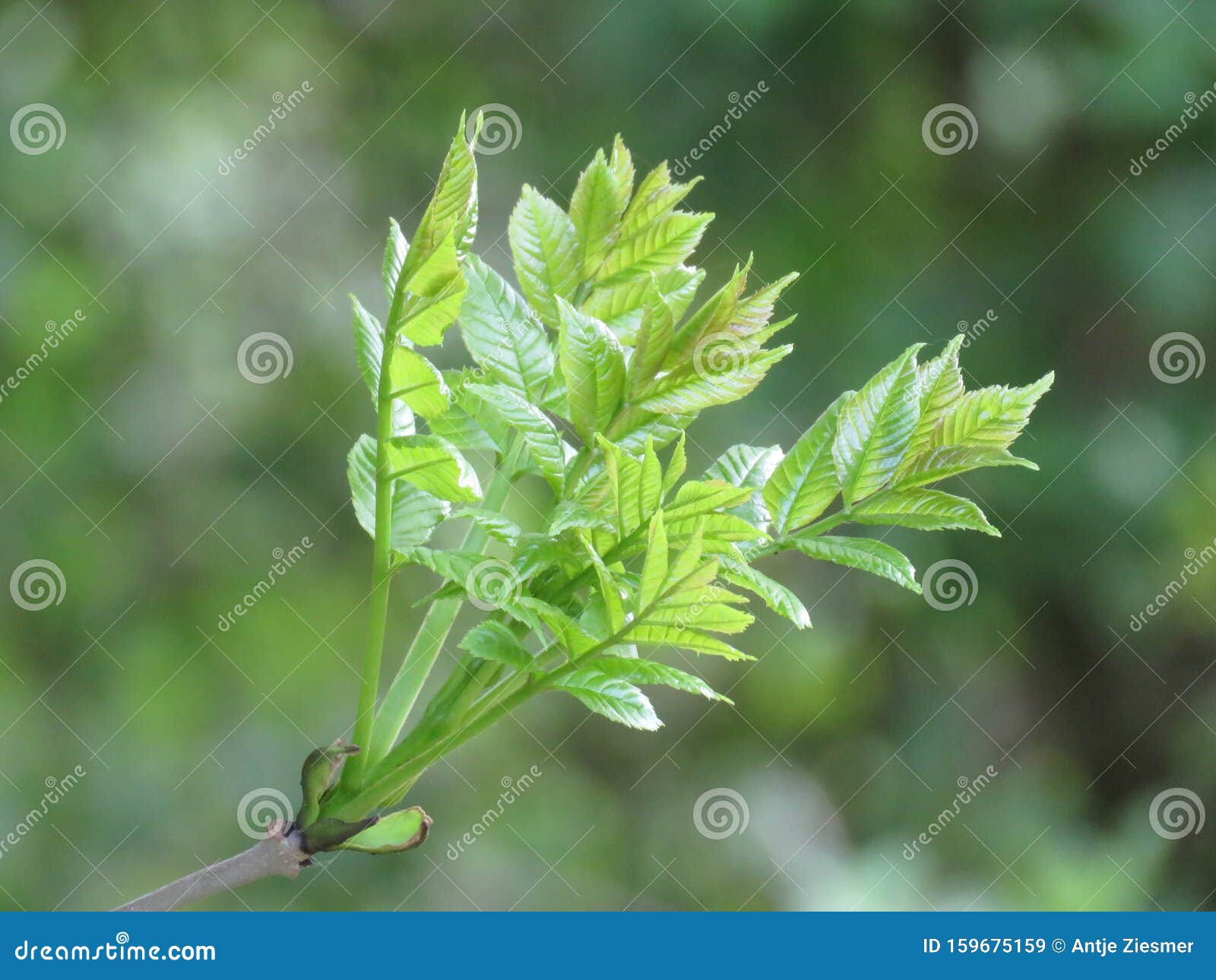 New Beginning in Spring, the Awakening of a Tree Stock Image - Image of ...