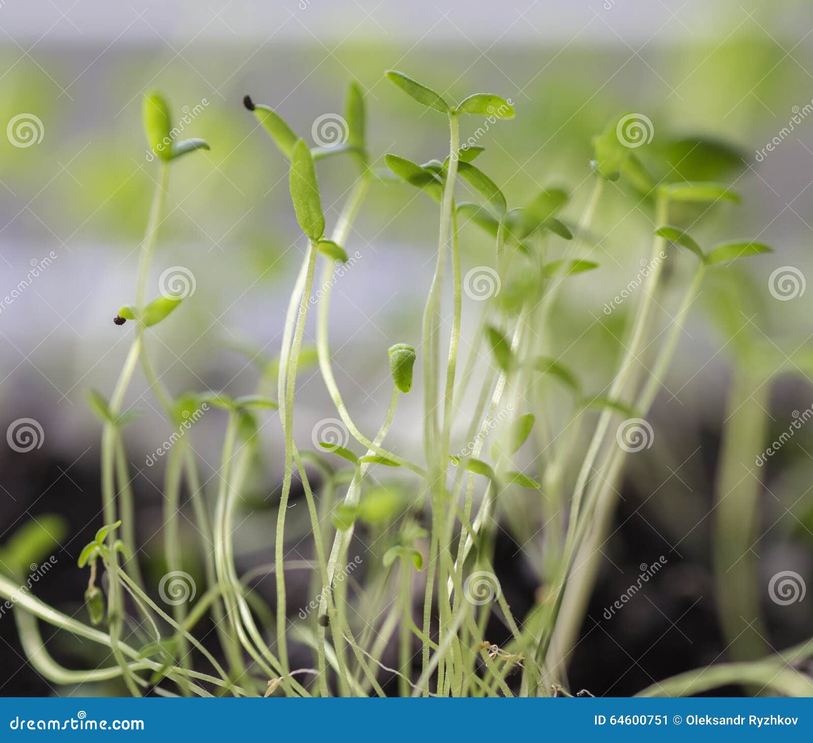 New Beginning Spring Sprouts Stock Image - Image of growth, cultivated ...