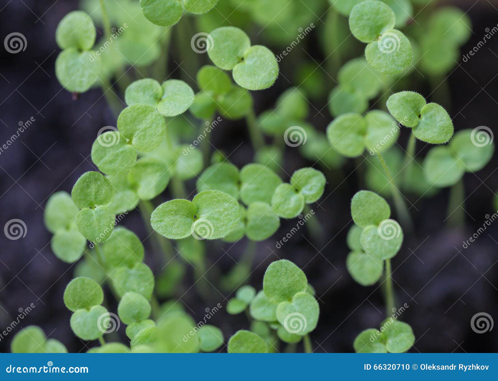 New Beginning Spring Sprouts Stock Photo - Image of gardening ...