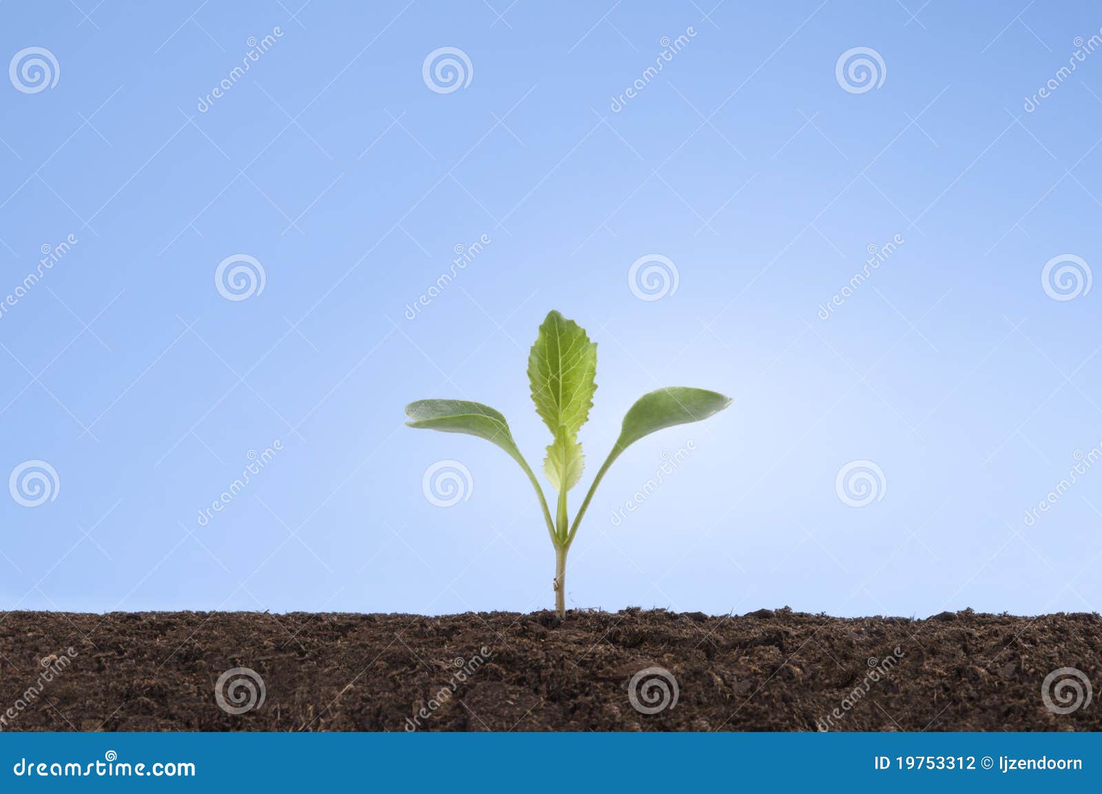 New beginnings stock photo. Image of life, nature, spring - 19753312