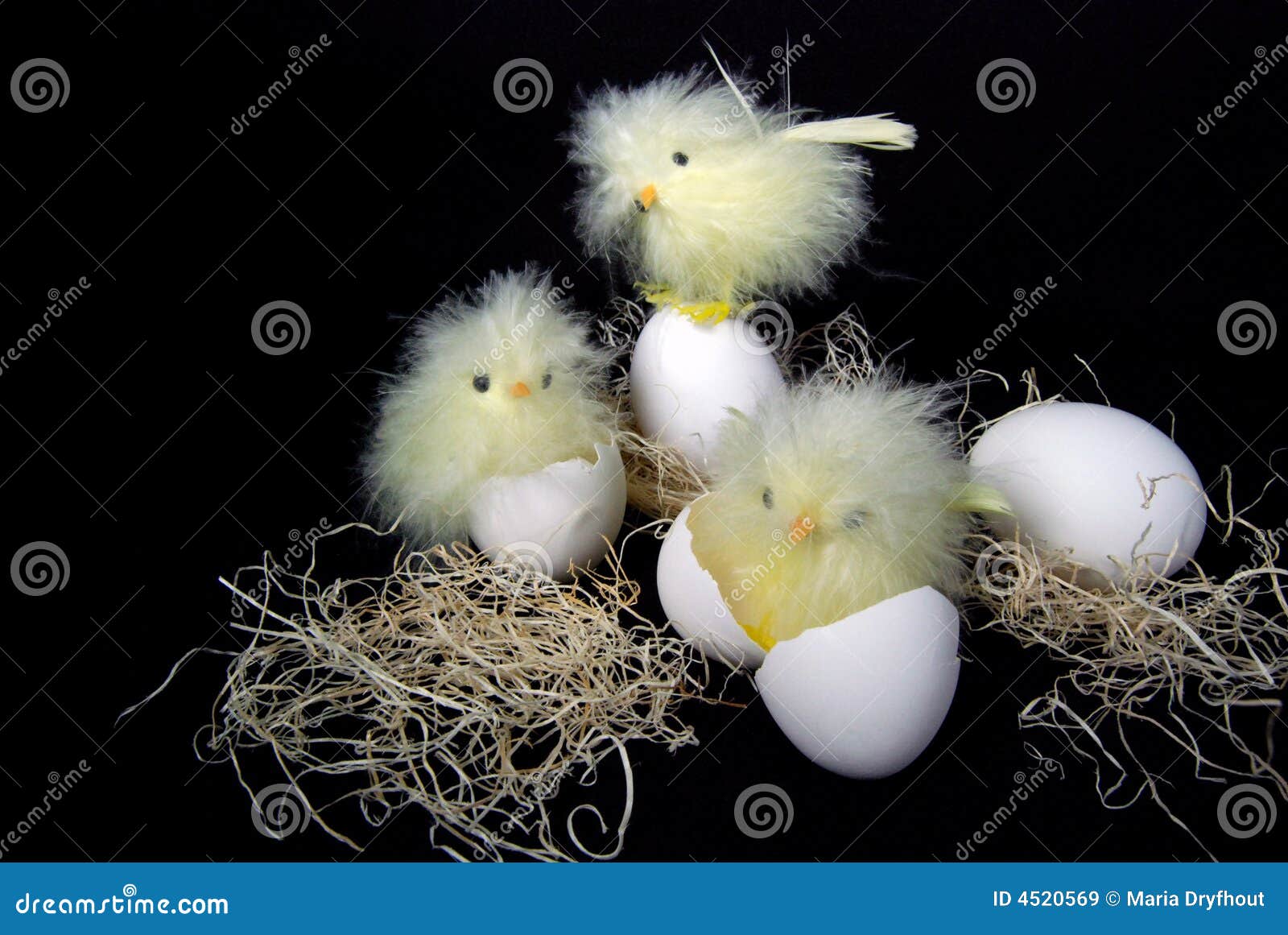 Yellow Baby Chicks in Egg Shell Stock Image - Image of nest, pale: 4520569