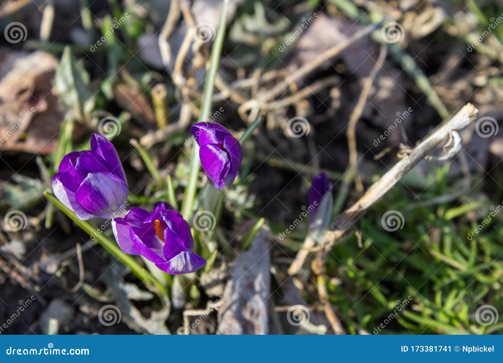 A New Beginnings - the First Purple Crocuses of Spring Stock Image ...