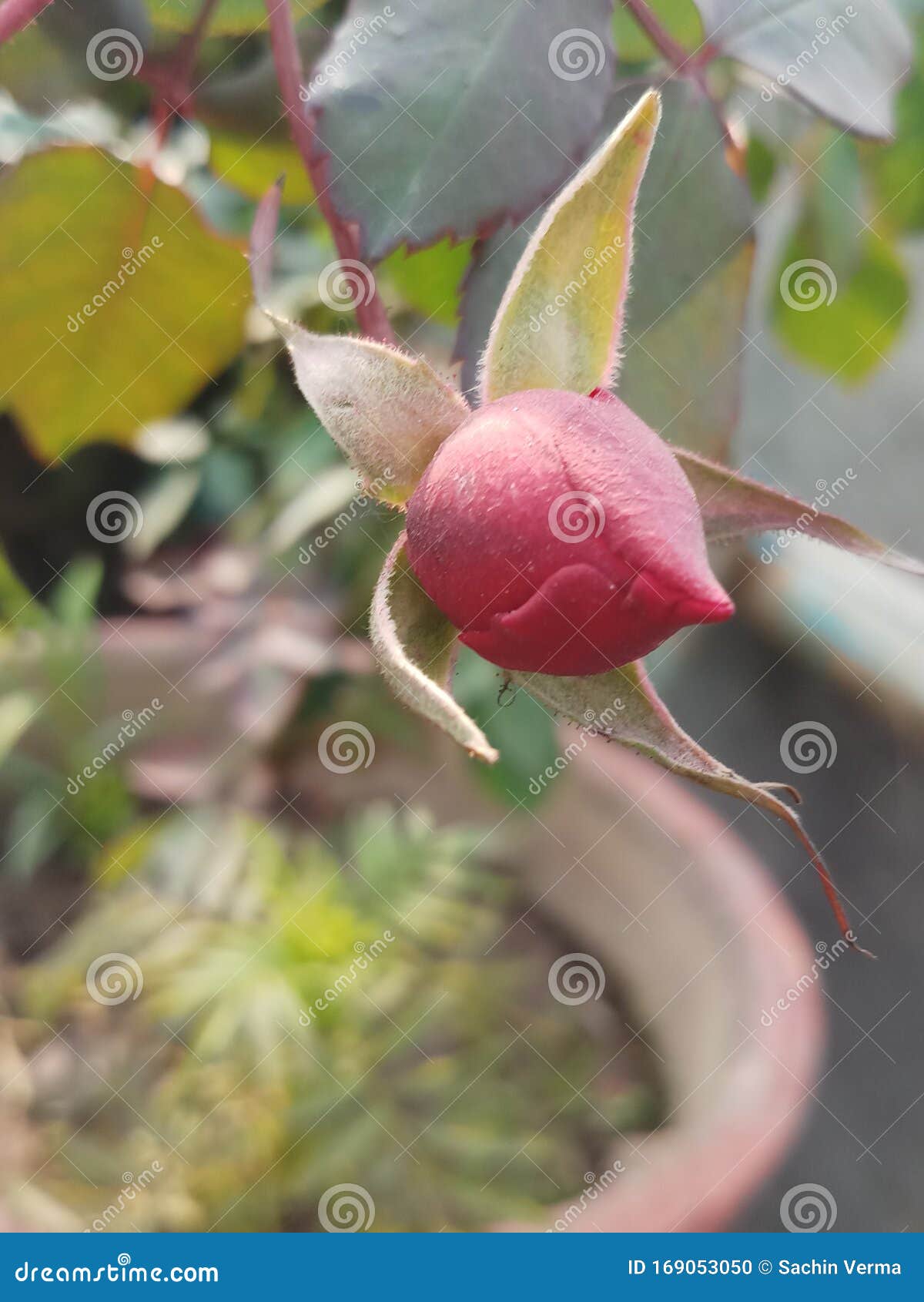 New birth baby of red rose stock photo. Image of rose - 169053050