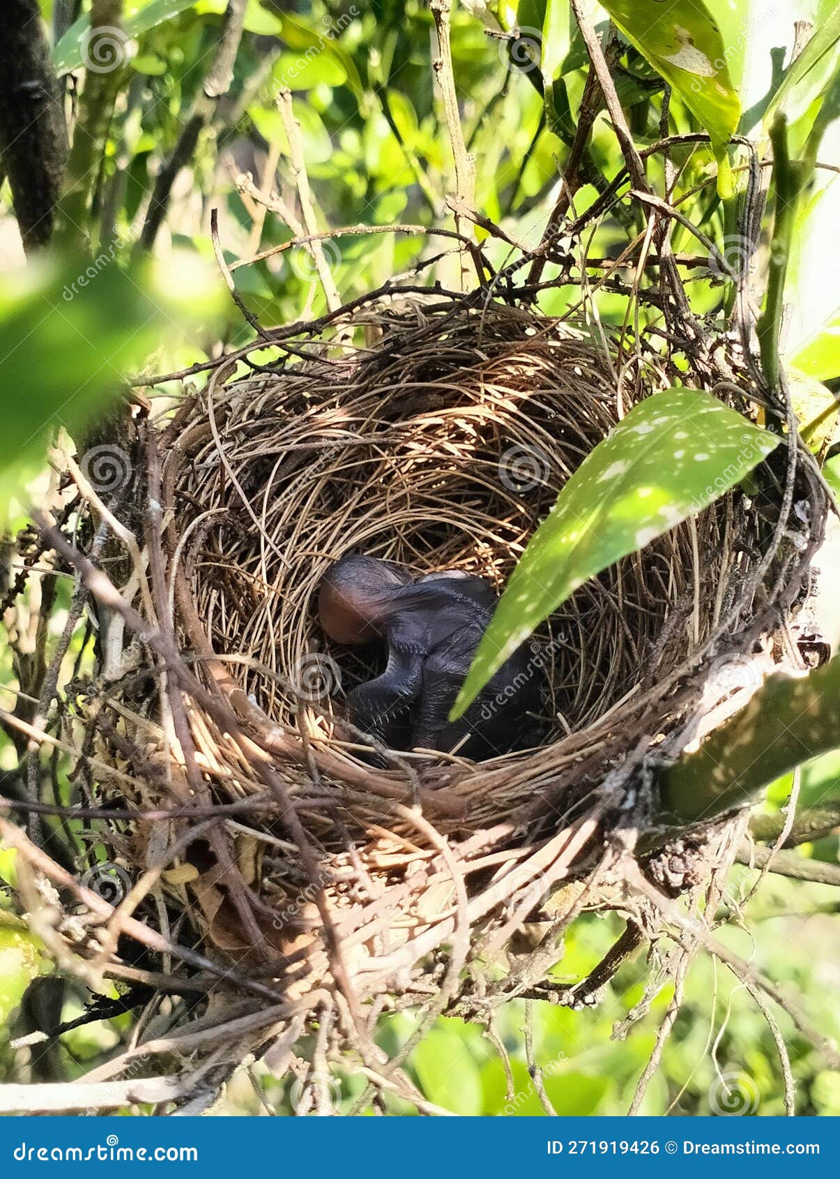 The New Birth of Bird in the Nest Stock Photo - Image of sparrow ...