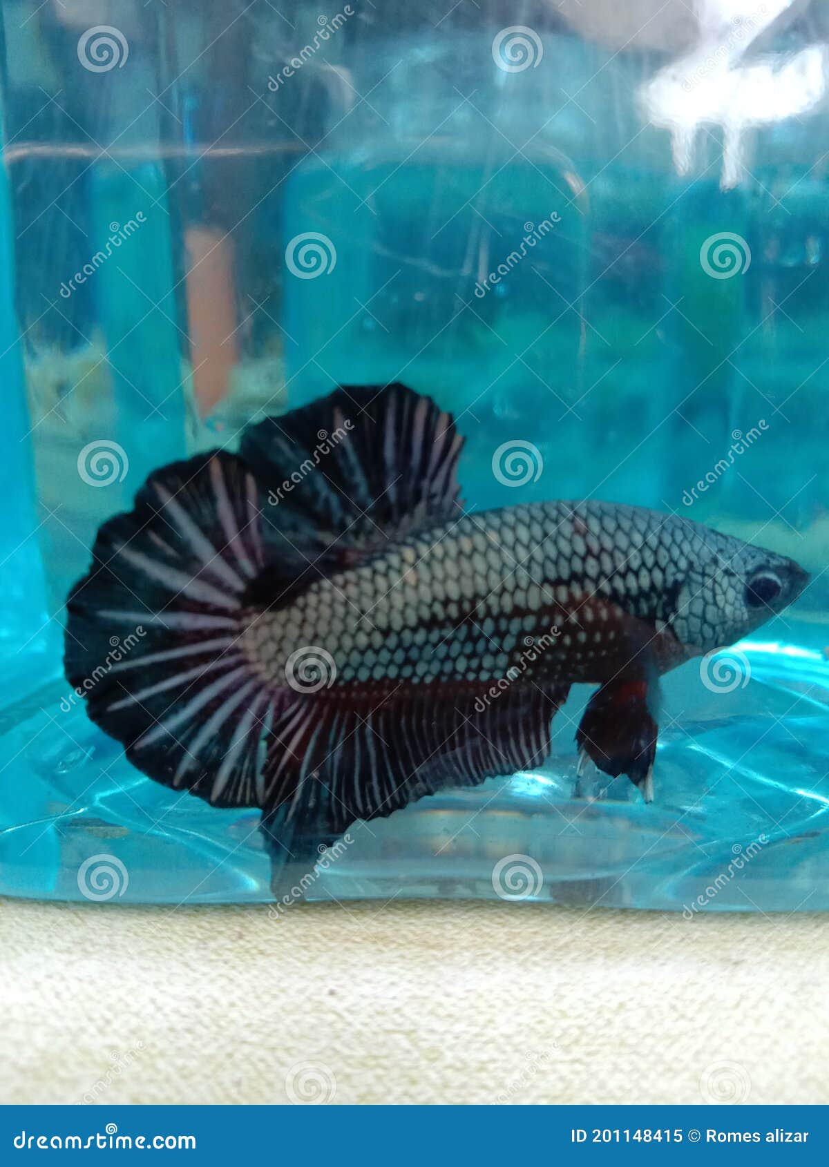 New Black Cooper Betta Fish Stock Image - Image of black, fish: 201148415
