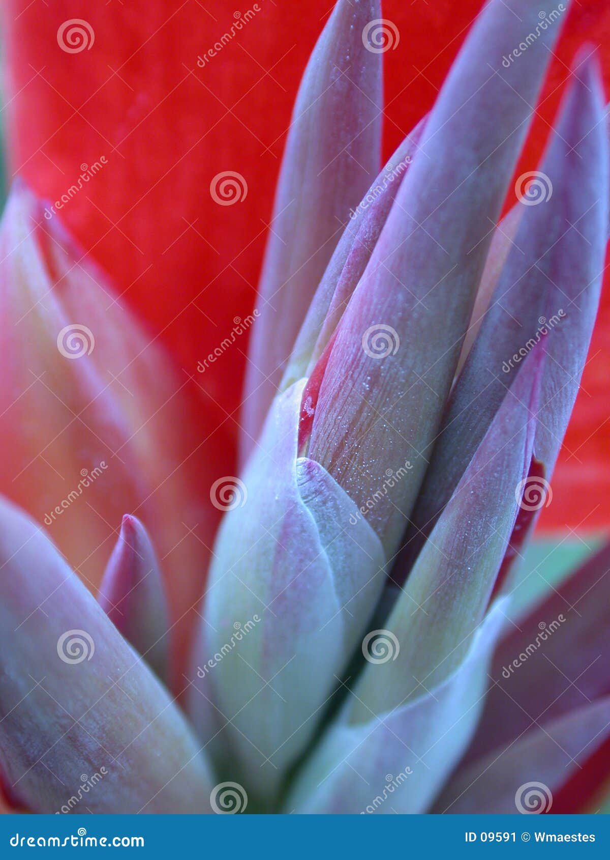 New Bloom stock image. Image of opening, nature, abstract - 9591