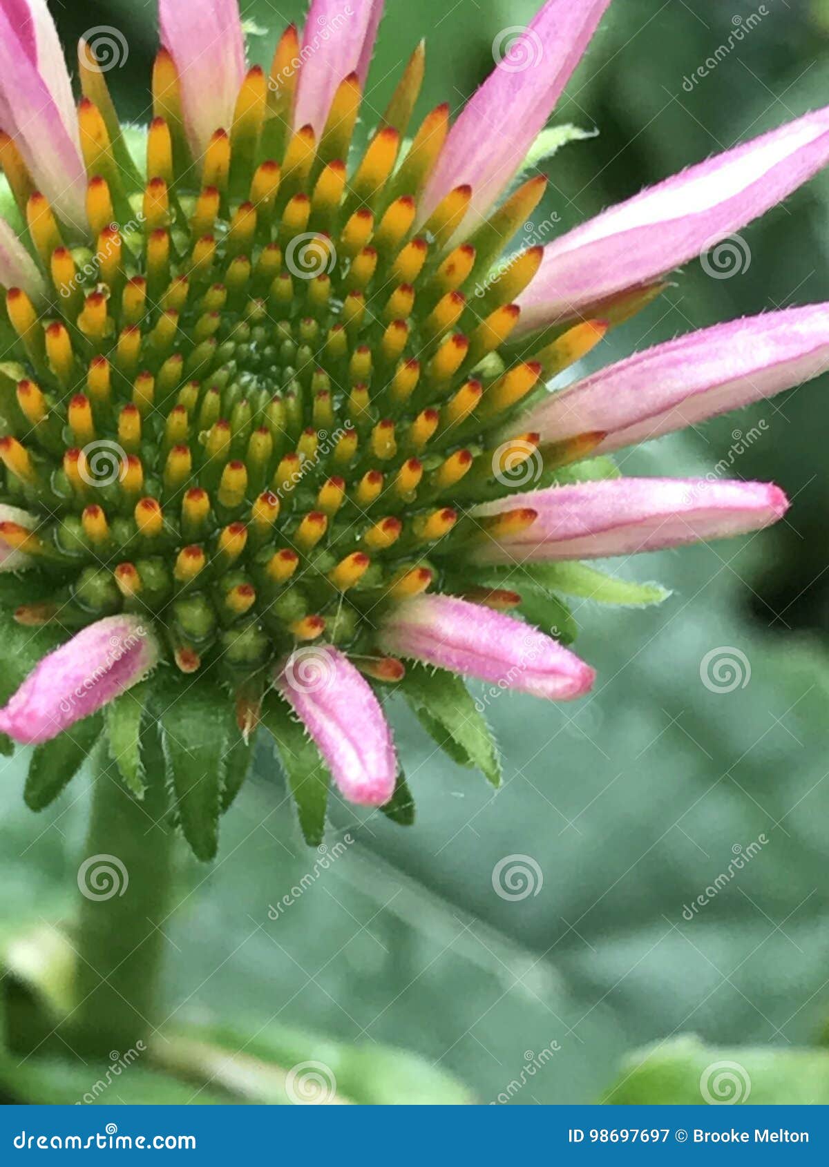 New bloom stock image. Image of bloom, flower, pink, spring - 98697697