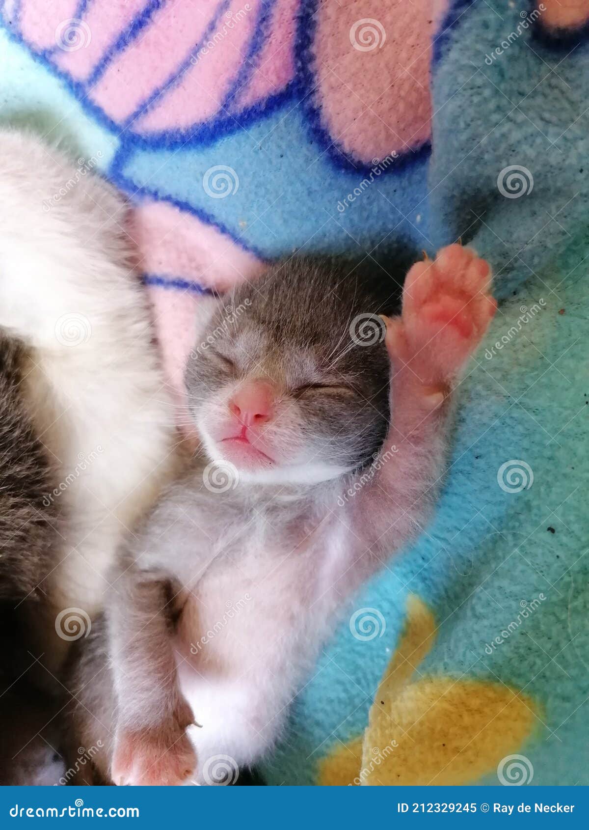 New born baby cat stock image. Image of blue, nose, mammal - 212329245