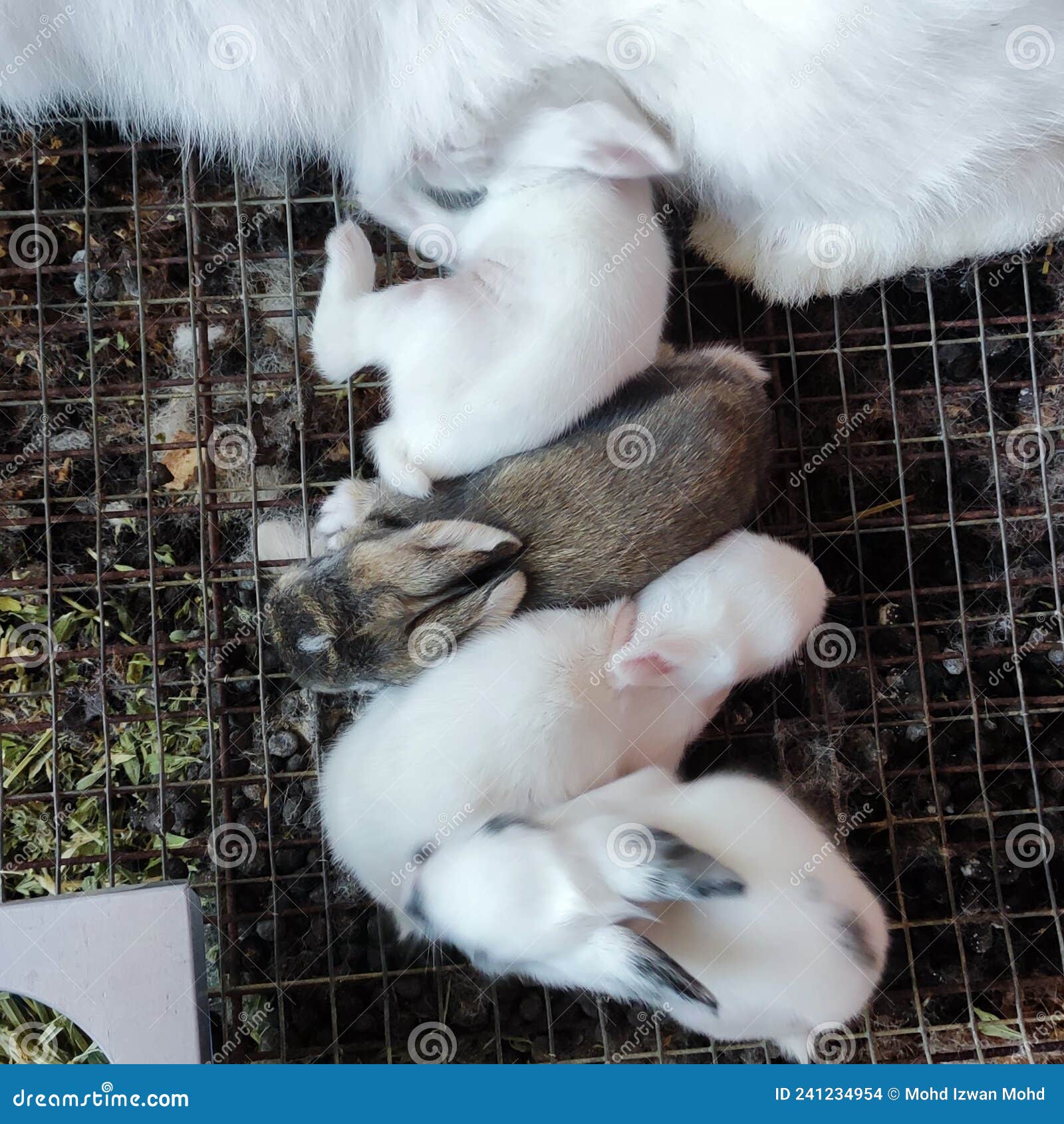 New Born Baby Rabbit stock photo. Image of bunny, baby - 241234954