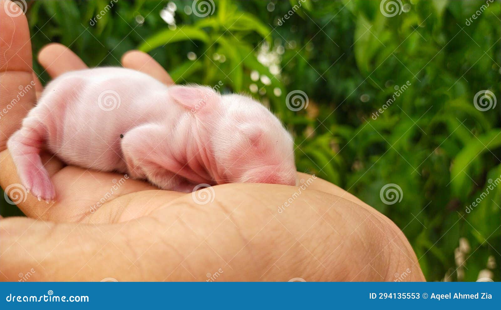 New born baby rabbits stock image. Image of grass, hand - 294135553
