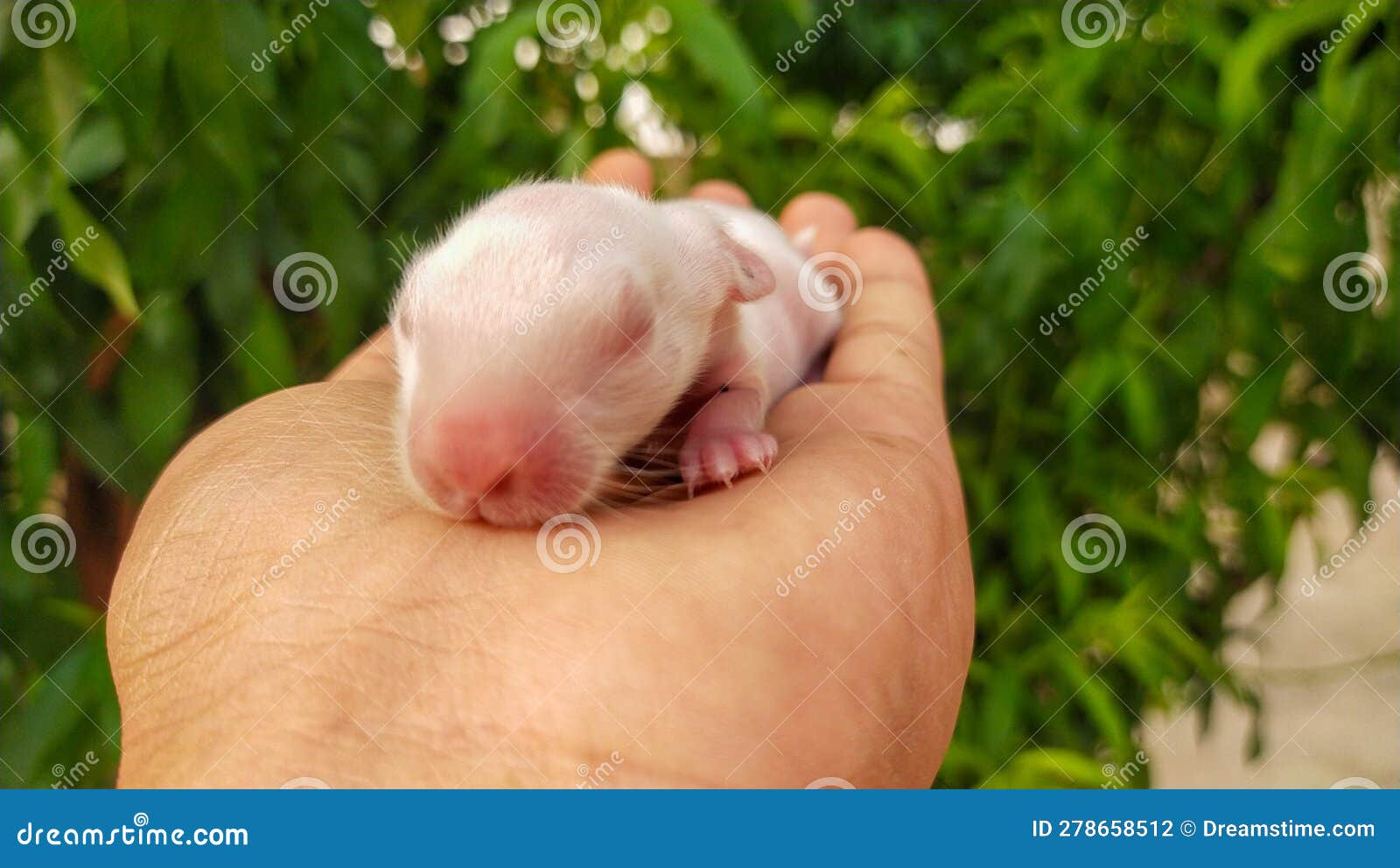 New Born Baby Rabbits Bunny Stock Photo - Image of born, rabbits: 278658512