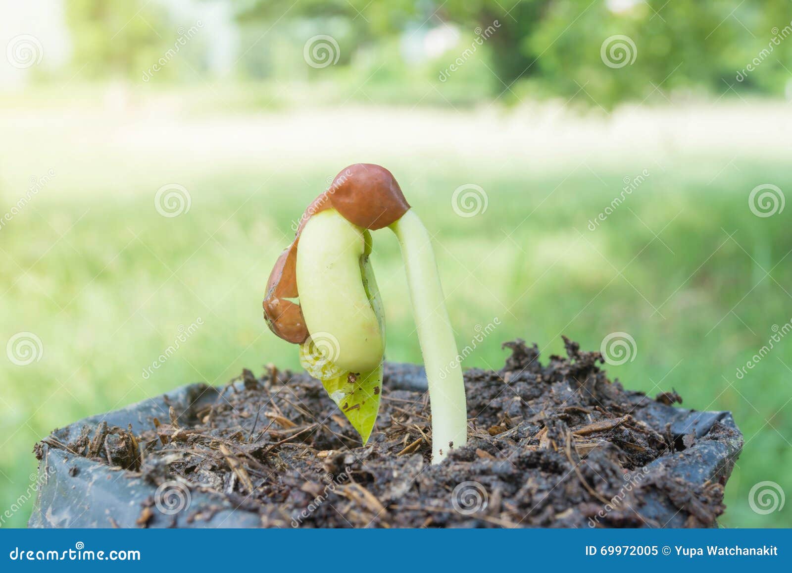 New Born Bean Sprouts on Ground Stock Image - Image of agriculture ...