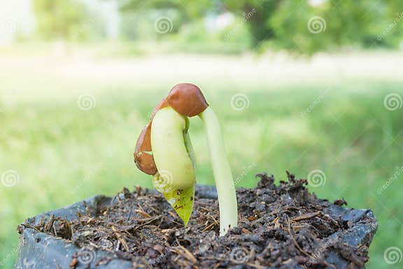 New Born Bean Sprouts on Ground Stock Image - Image of agriculture ...