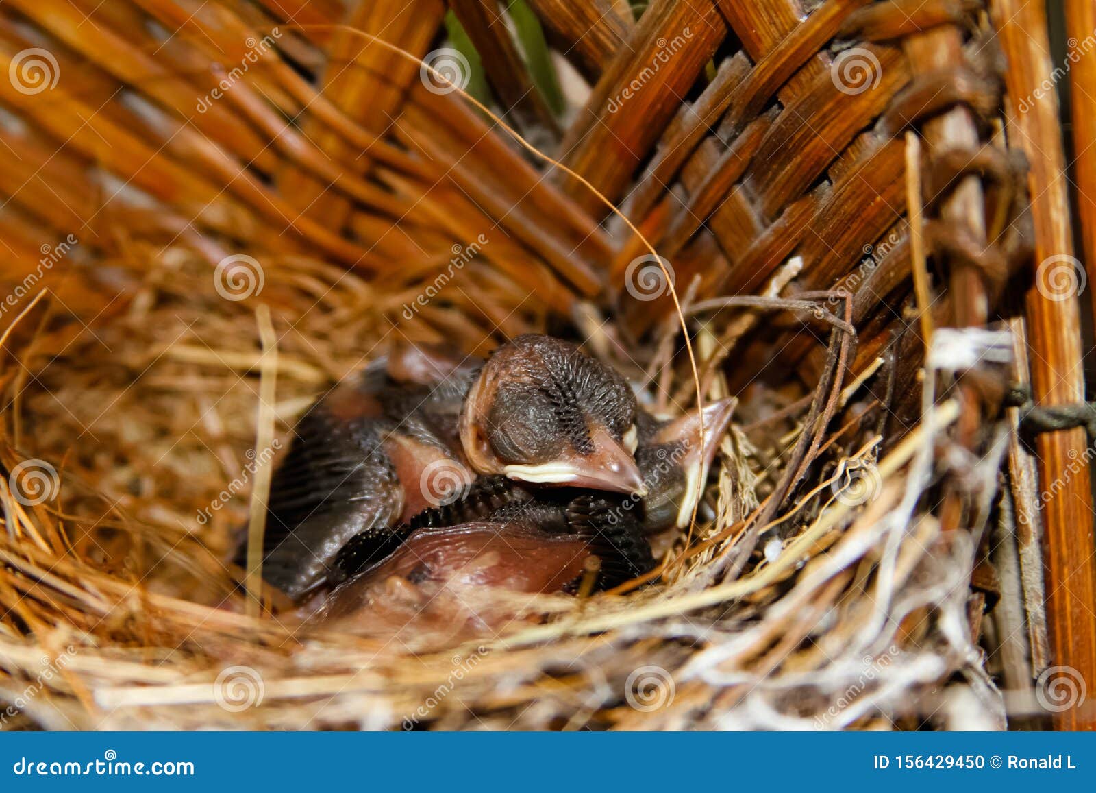 A new born bird in nest stock photo. Image of electric - 156429450