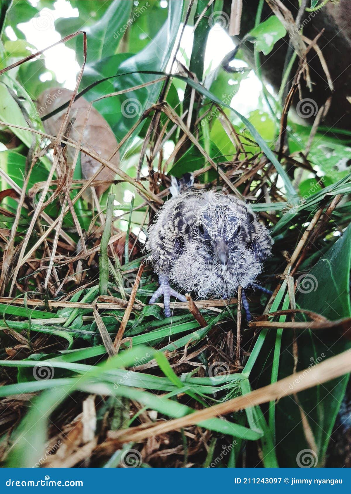 New born bird stock image. Image of grass, animal, nature - 211243097
