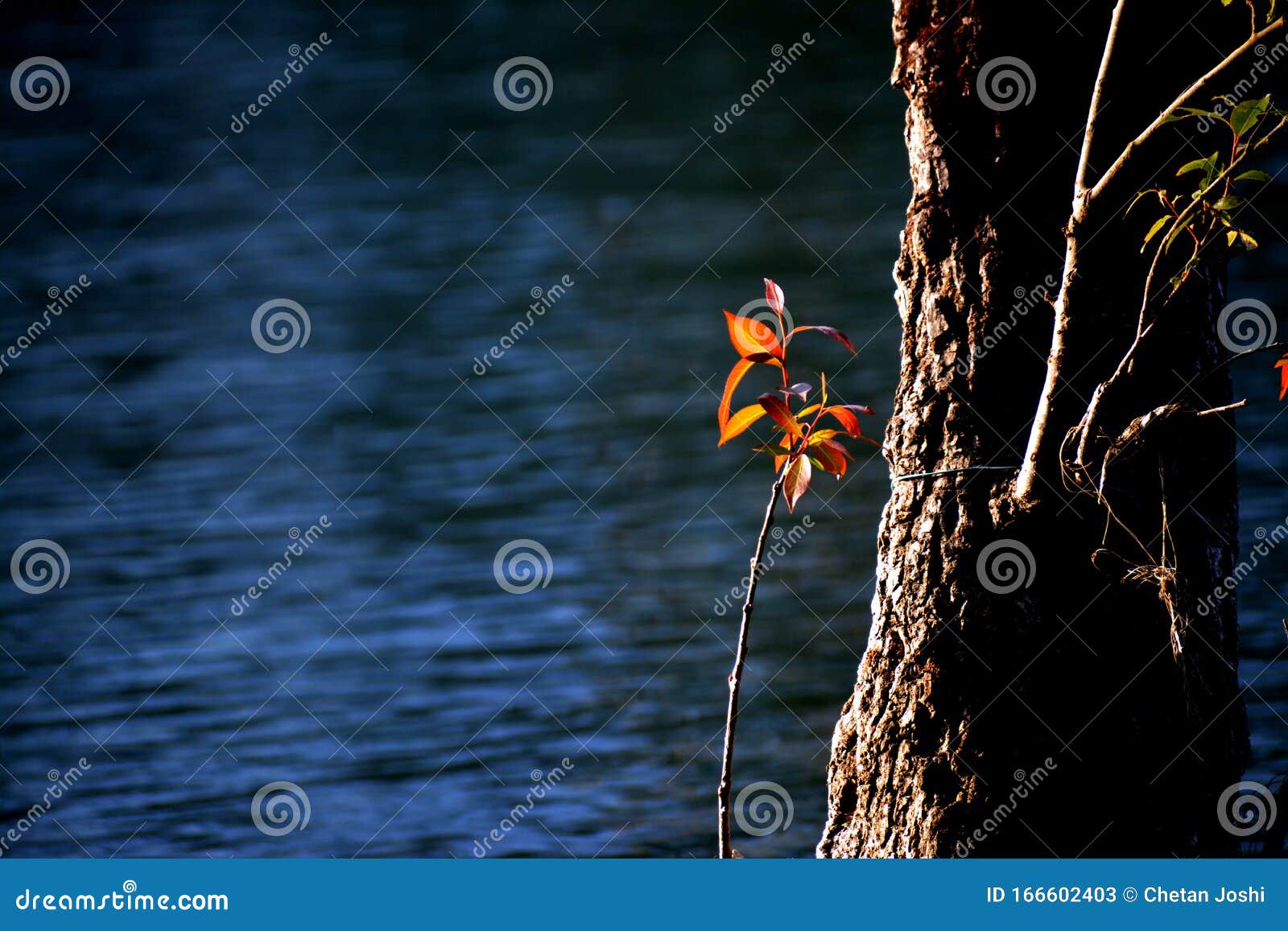A new born branch of tree stock image. Image of born - 166602403