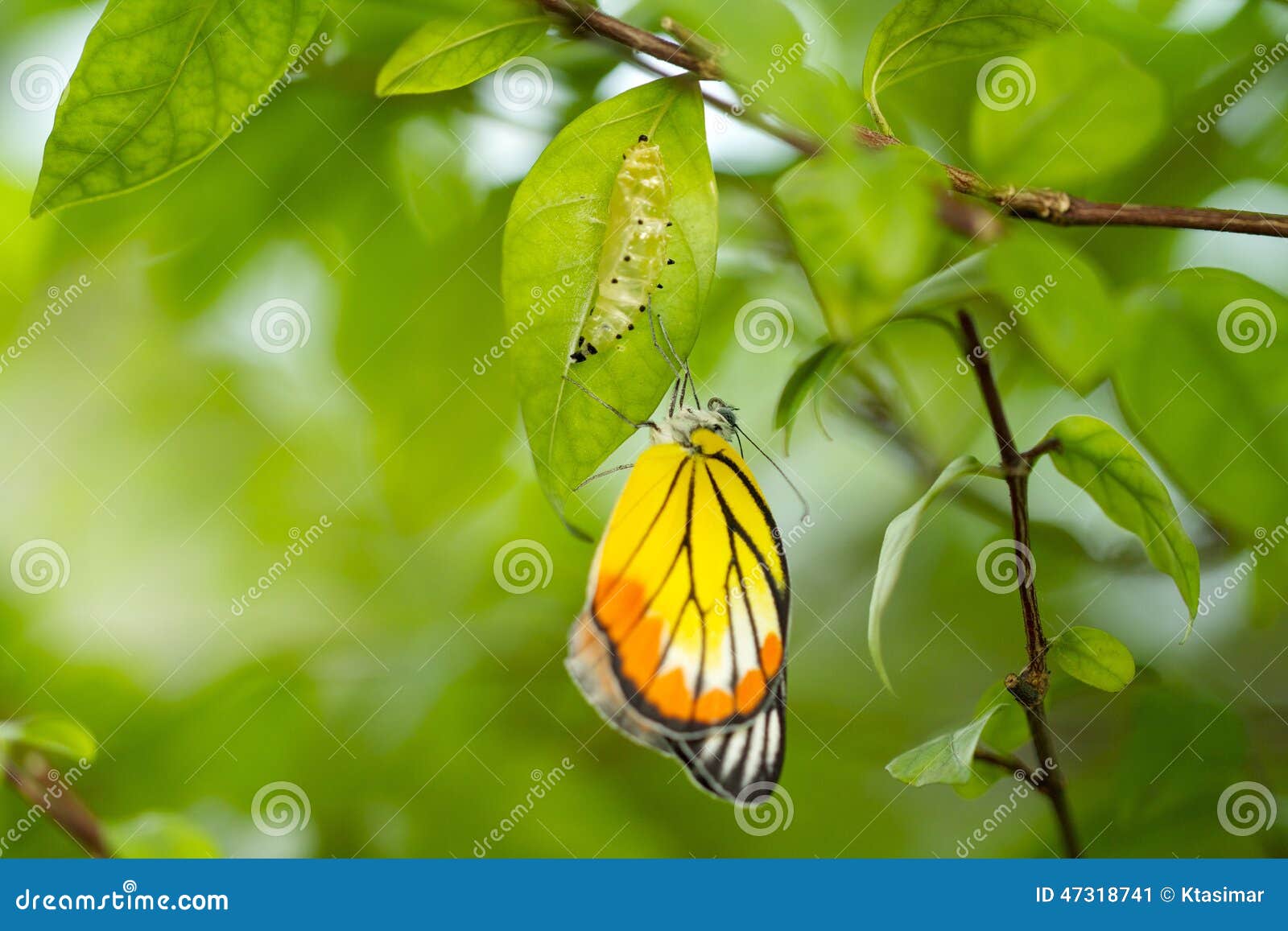 New Born Butterfly stock image. Image of physiology, hatch - 47318741