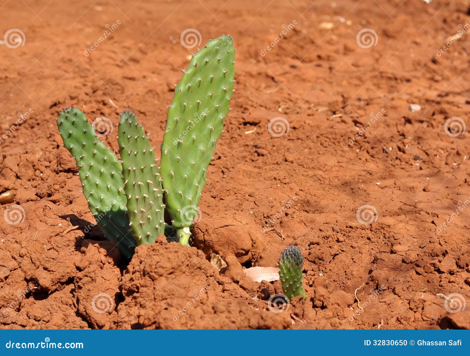 New born cactus stock photo. Image of medicine, baby - 32830650