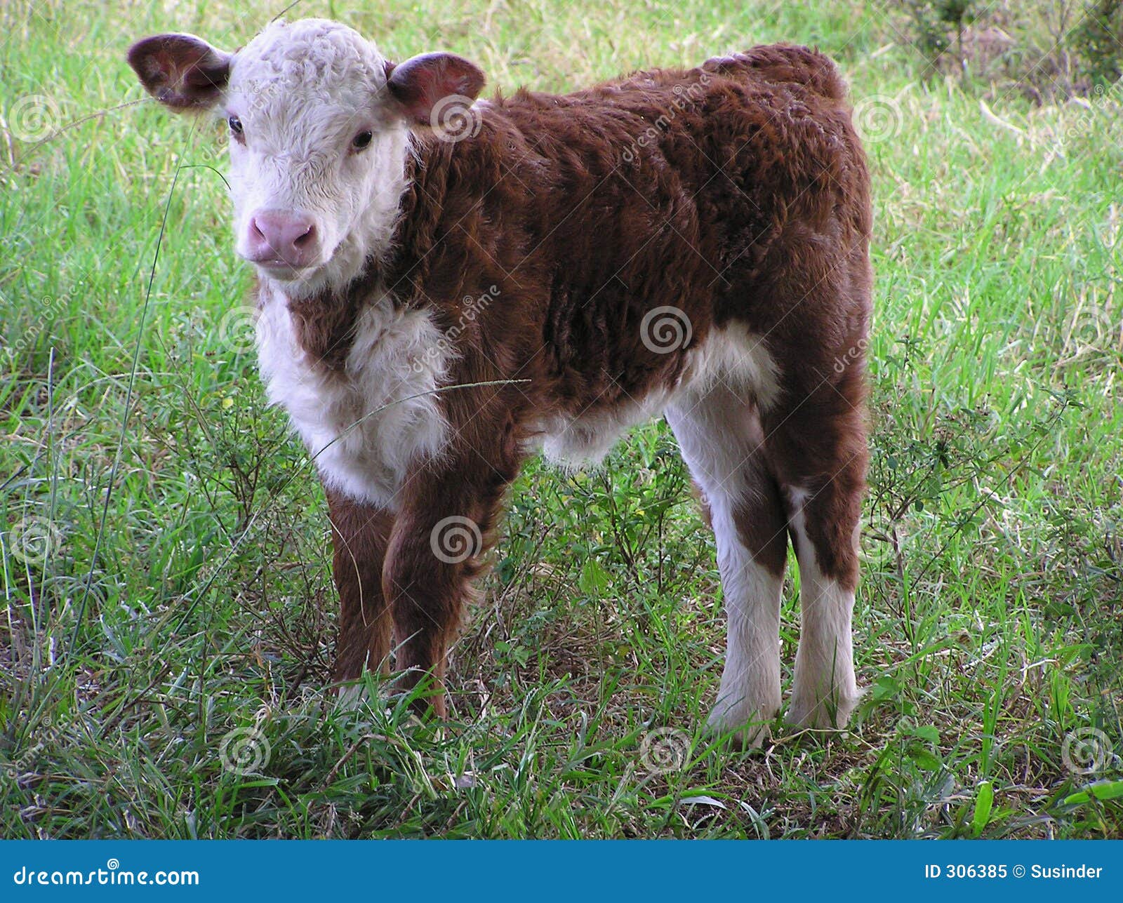 New Born Calf stock image. Image of newborn, innocent, four - 306385