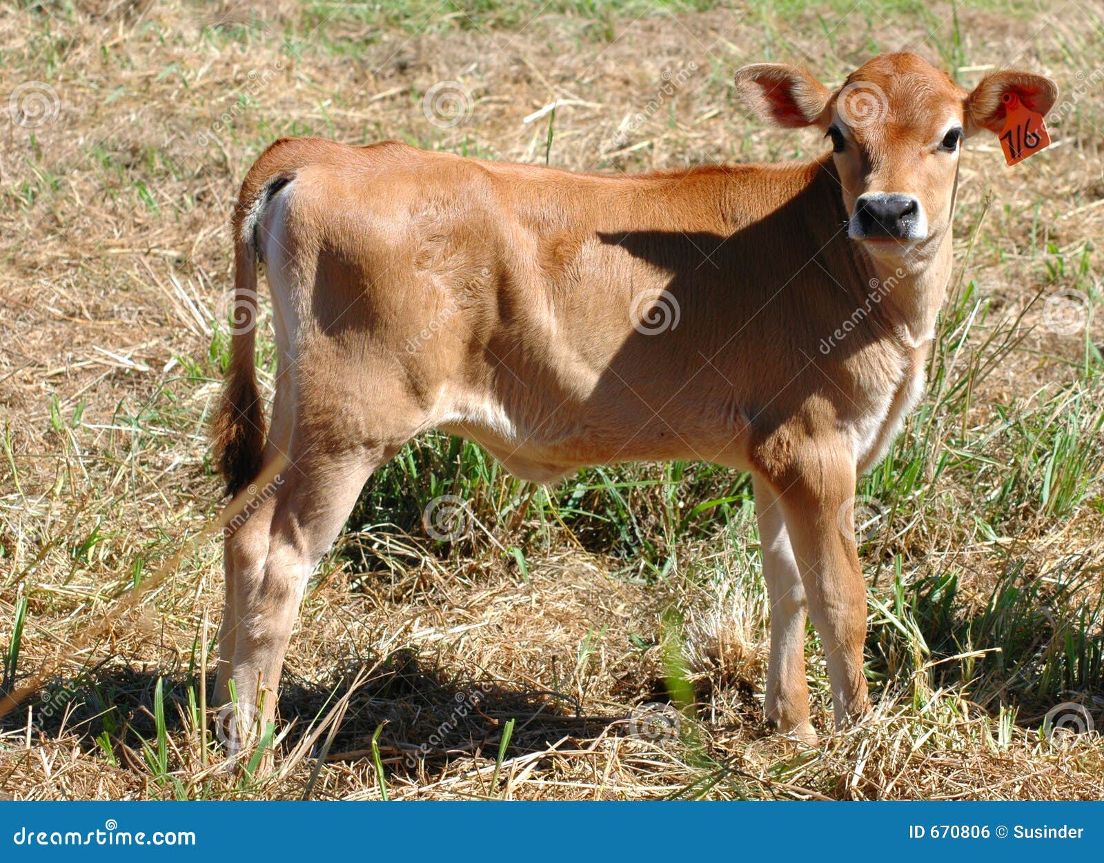 New Born Calf stock photo. Image of cute, alert, young - 670806