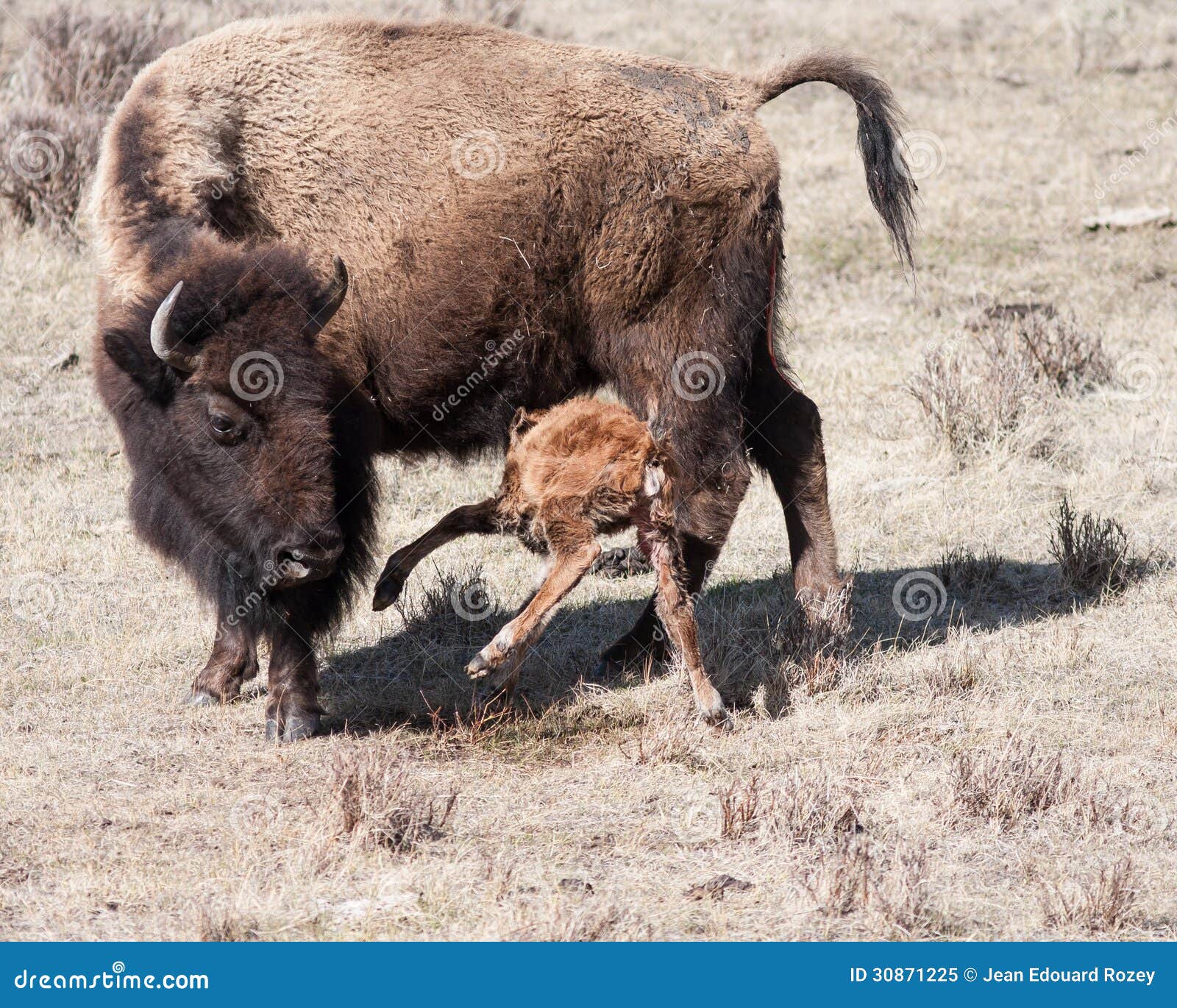 New born calf eating stock image. Image of bison, fauna - 30871225